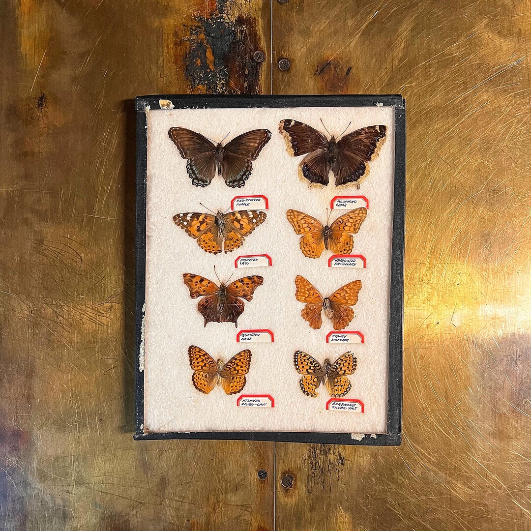 Vintage Butterfly Specimen Mount, Collection of 8 Butterflies in Riker ...