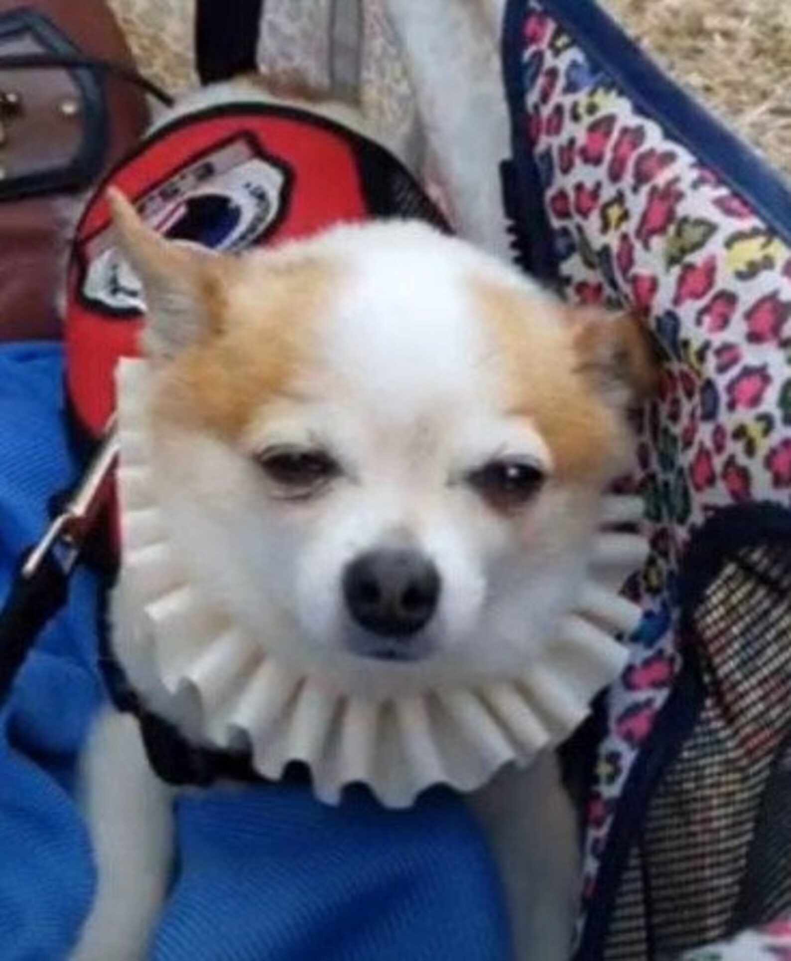 Pet Collar, Small Neck Ruff, Dog Cat, Custom, Renaissance Faire, SCA ...