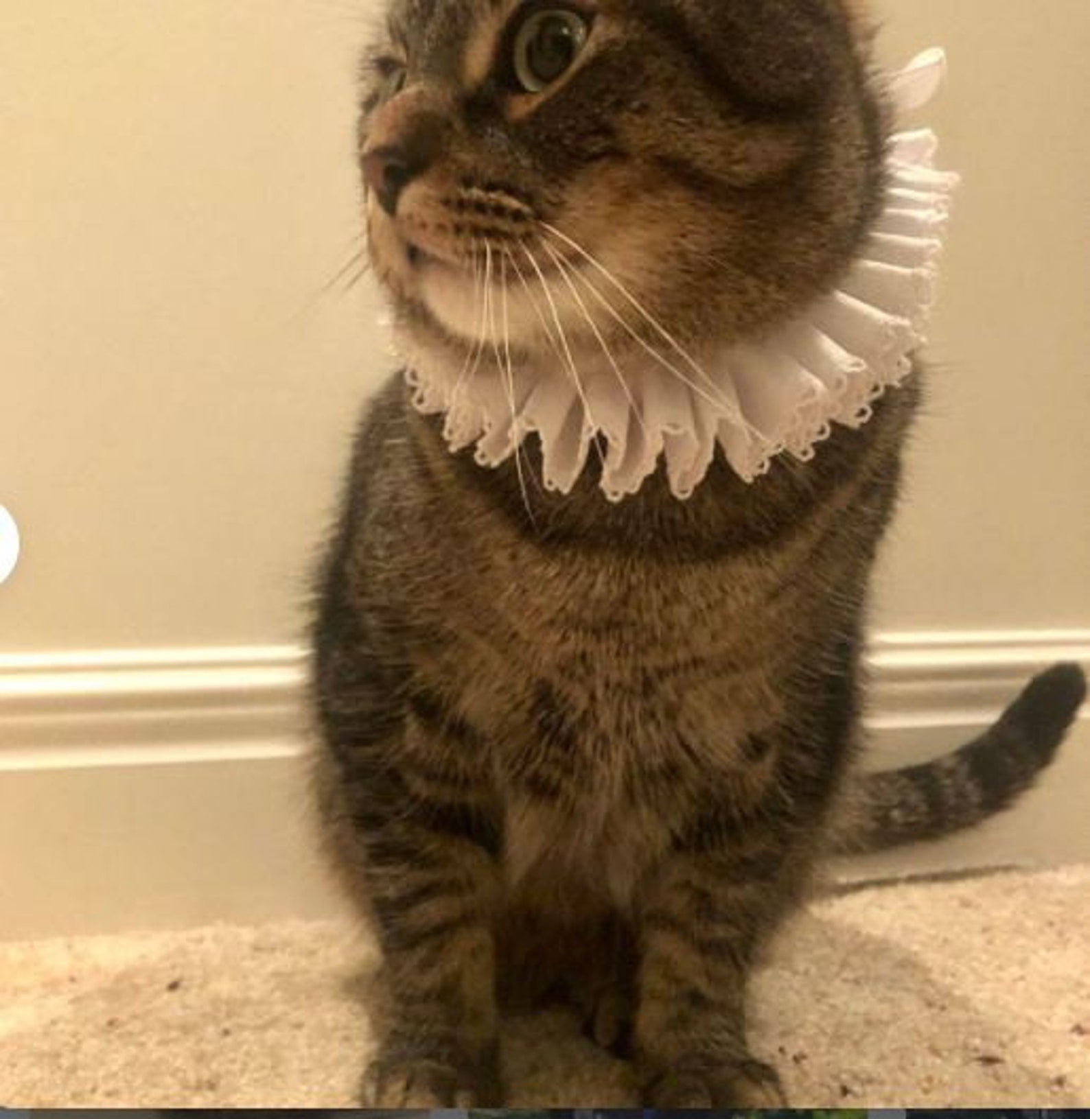 Pet Collar Small Neck Ruff Dog Cat Custom Renaissance - Etsy