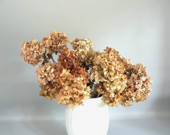 Dried hydrangeas | Etsy