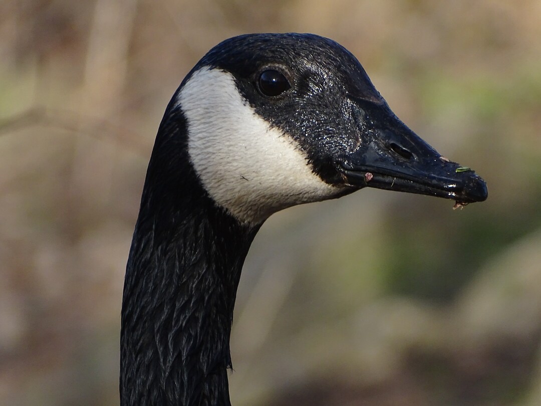 Canadian Goose Snack Break - Etsy