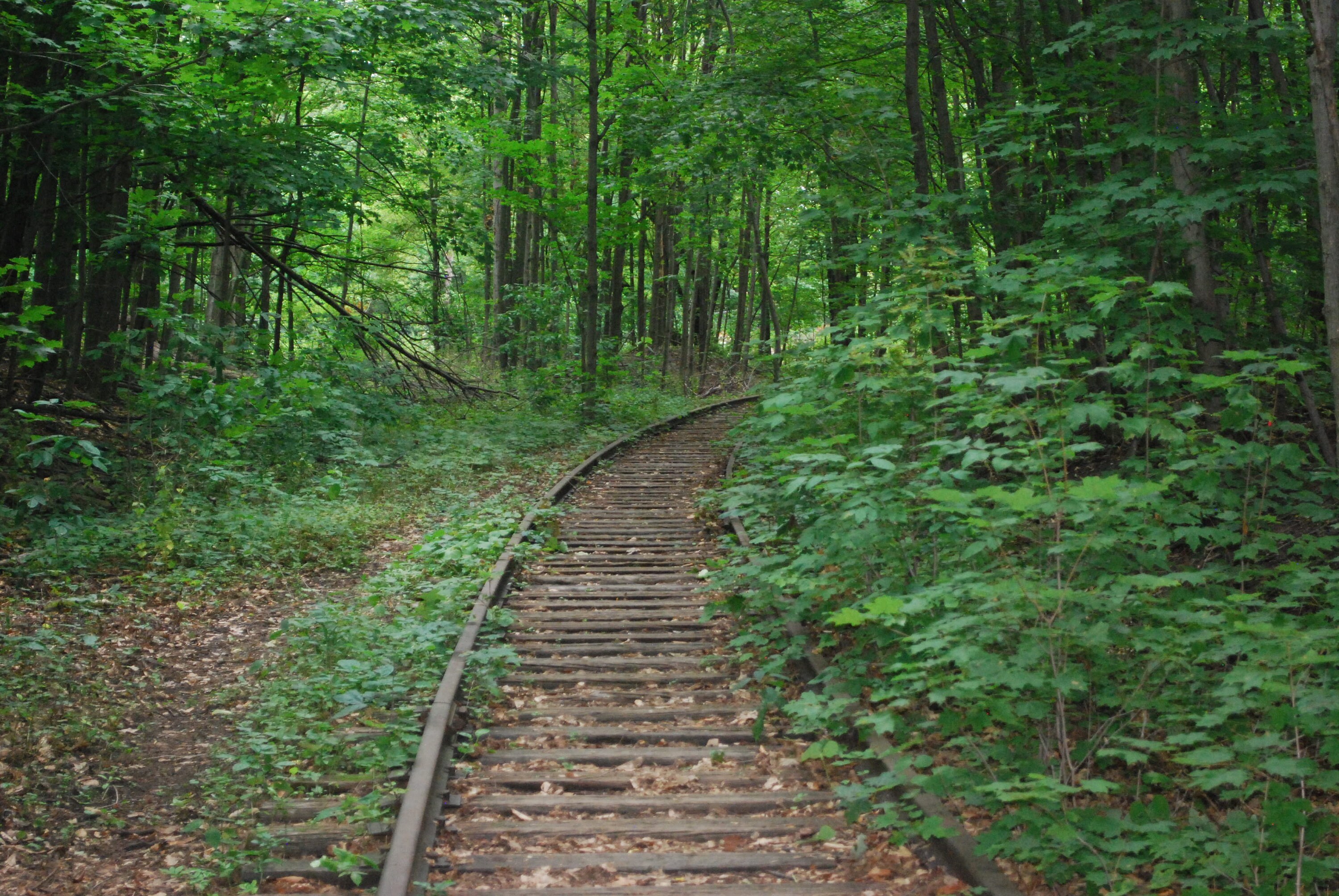 Abandoned Railroad in the Woods - Etsy