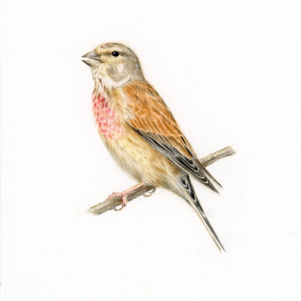 Linnet - Etsy