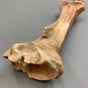 2001: A Space Odyssey Thrown Bone - Etsy