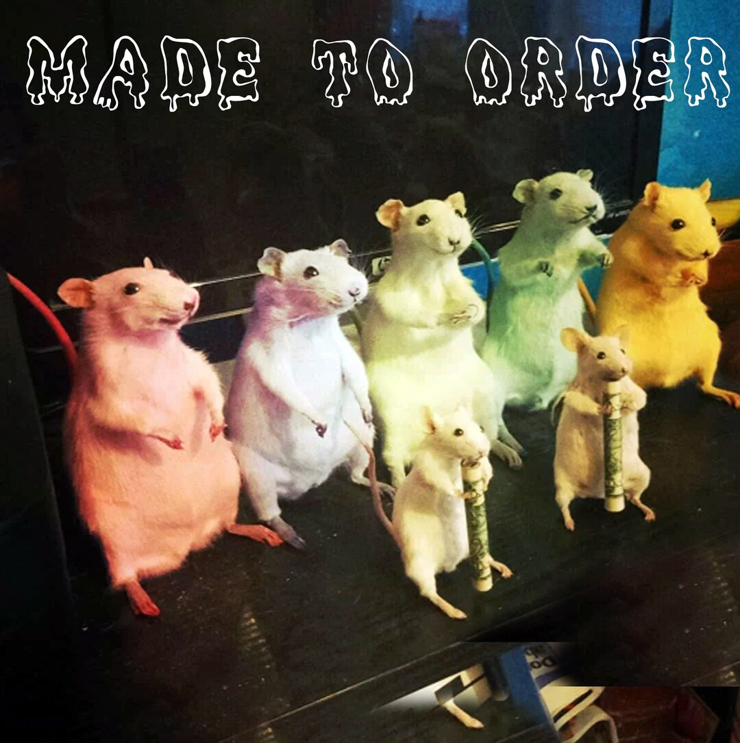 CUSTOM MADE Taxidermy Rainbow Rats - Etsy
