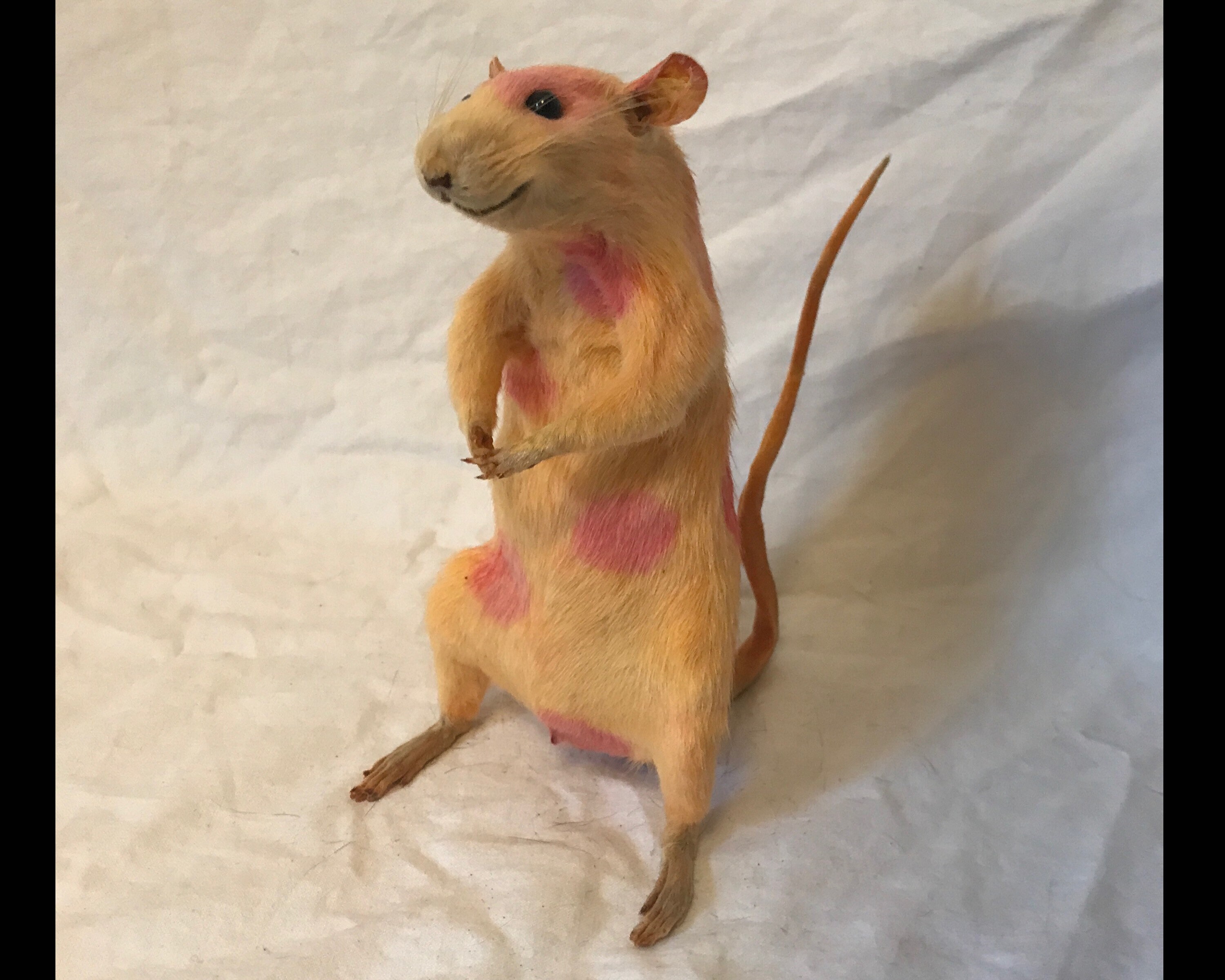 Polka Dot Rat Taxidermy Coral Orange/Yellow with Pink | Etsy