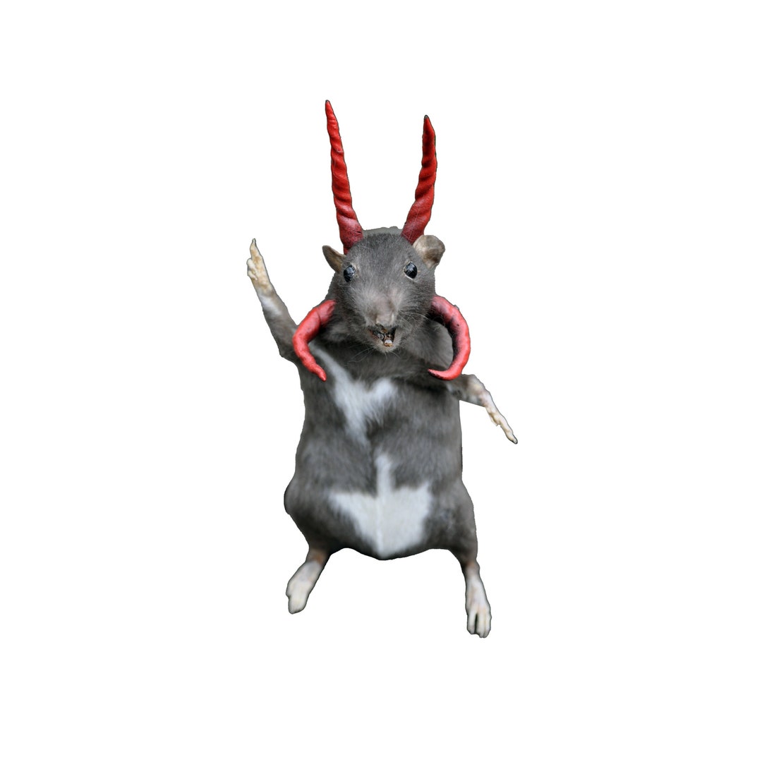 Baphorat Magik Pose Taxidermy Brown and White Rat With Four Red Devil ...