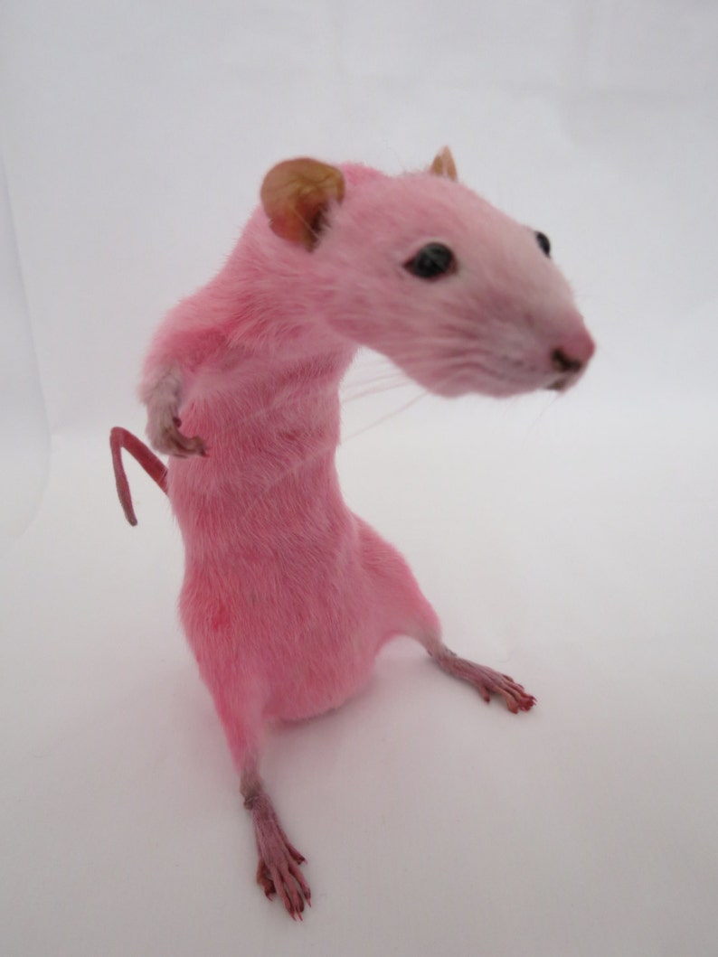 Bubblegum/Pastel Pink Rat Taxidermy Scary not scary | Etsy
