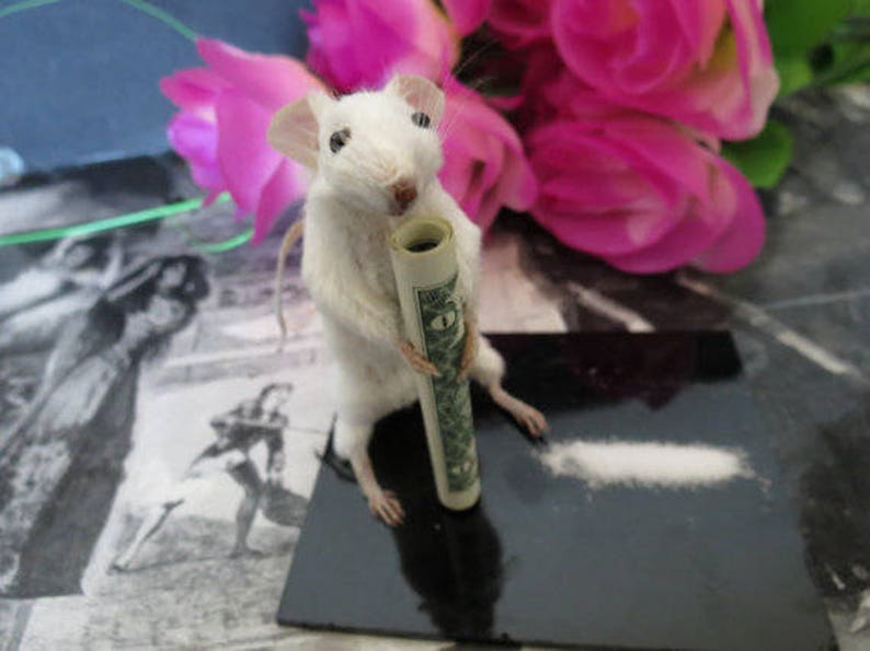 MADE TO ORDER Coke Mouse Taxidermy Cocaine Mouse with | Etsy