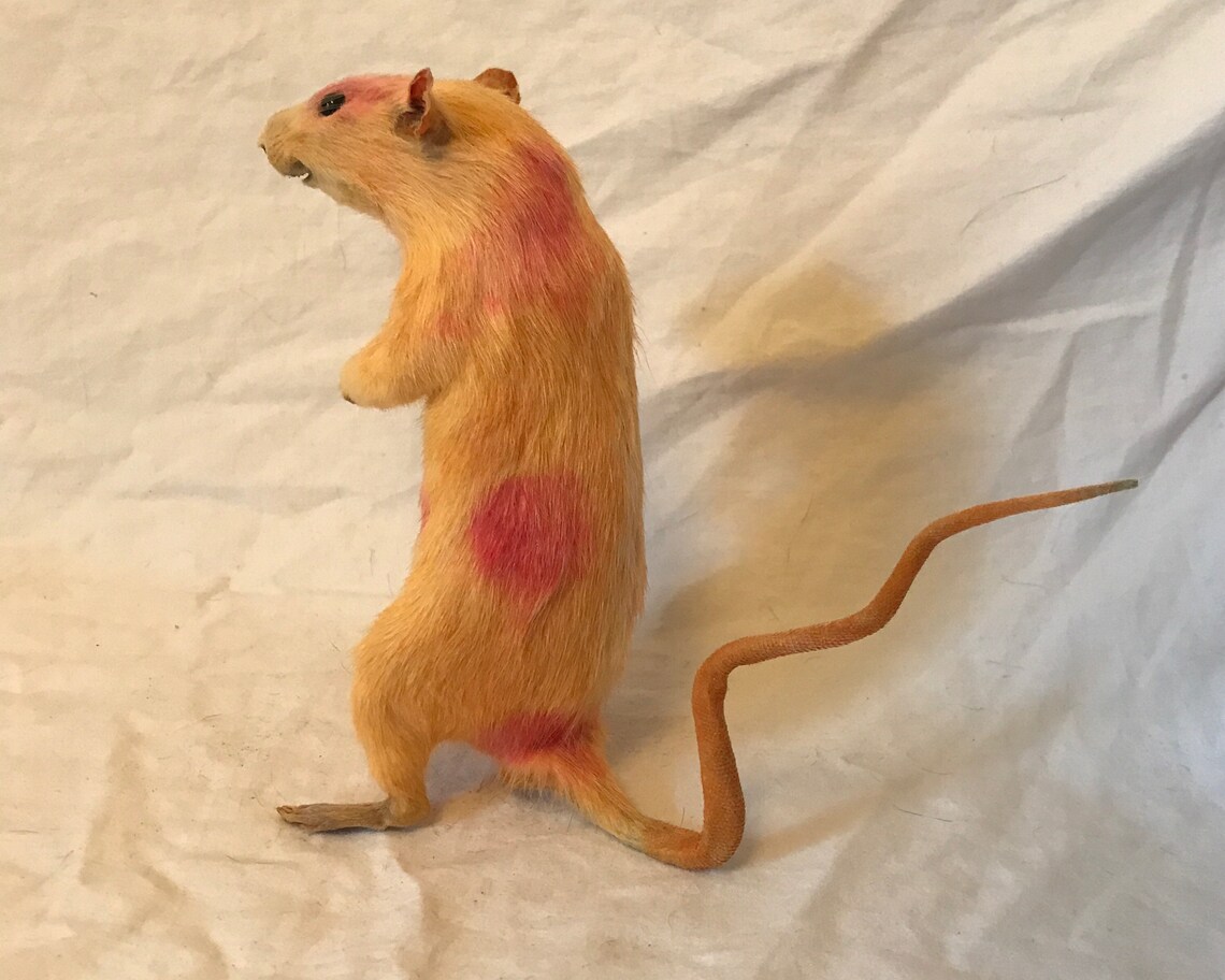 Polka Dot Rat Taxidermy Coral Orange/Yellow with Pink | Etsy