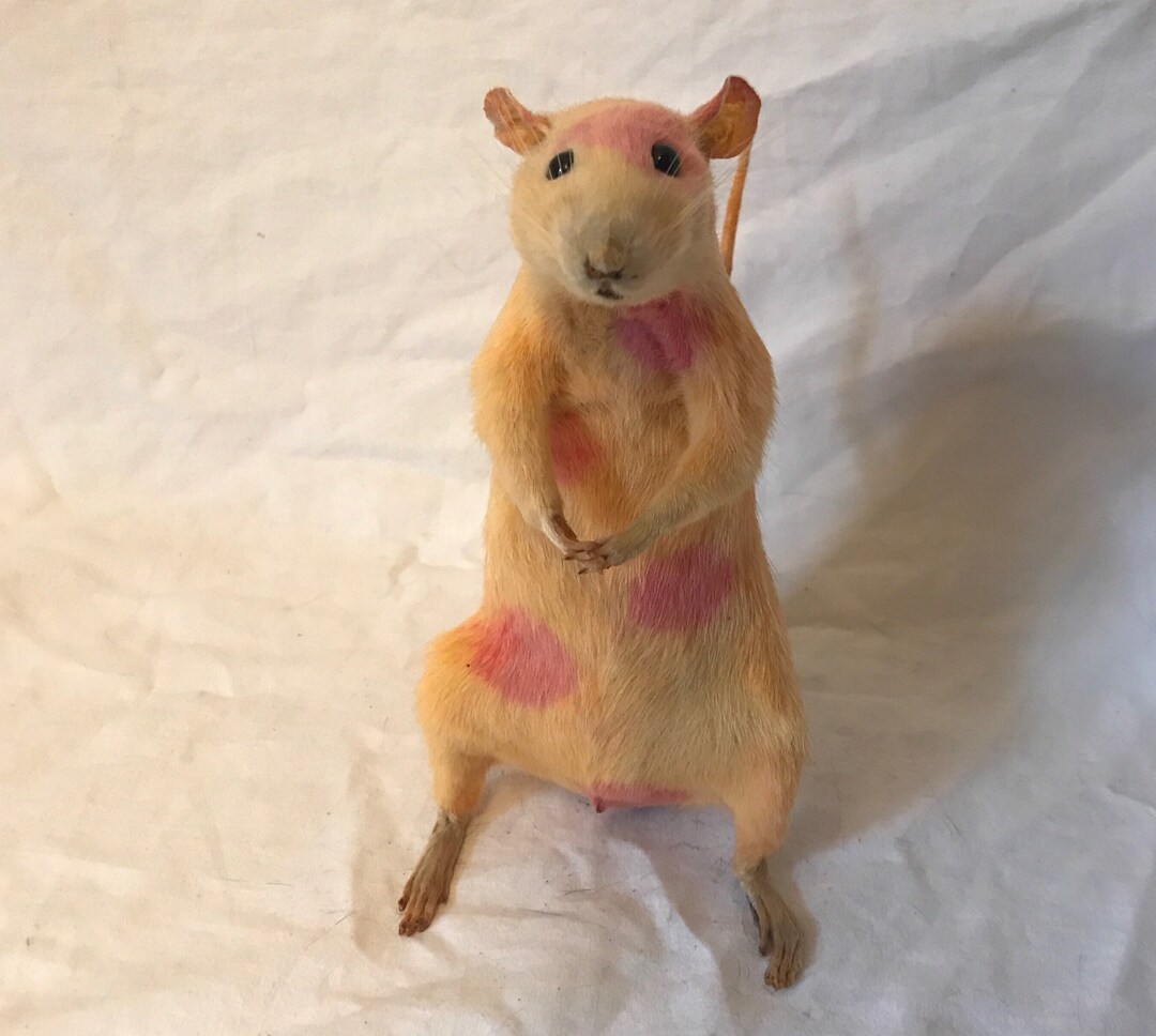 Polka Dot Rat, Taxidermy Coral Orange/yellow With Pink Dotted Spots ...