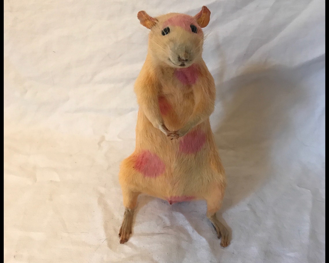 Polka Dot Rat Taxidermy Coral Orange/Yellow with Pink | Etsy