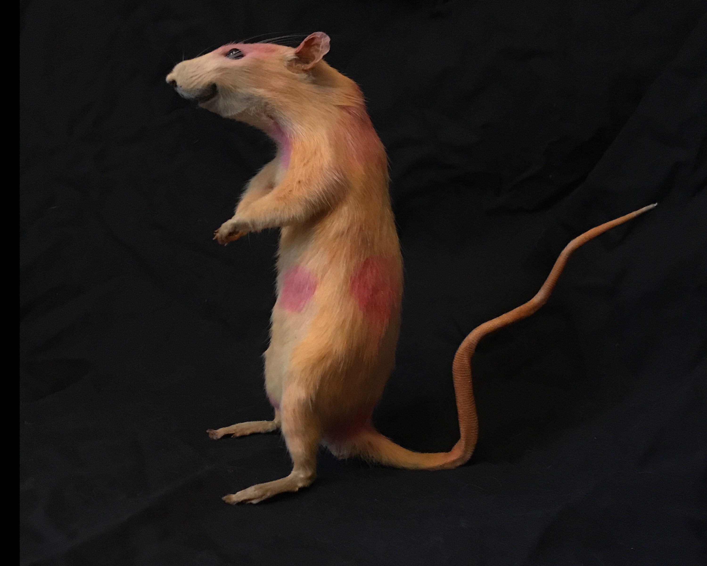 Polka Dot Rat Taxidermy Coral Orange/yellow With Pink - Etsy Australia