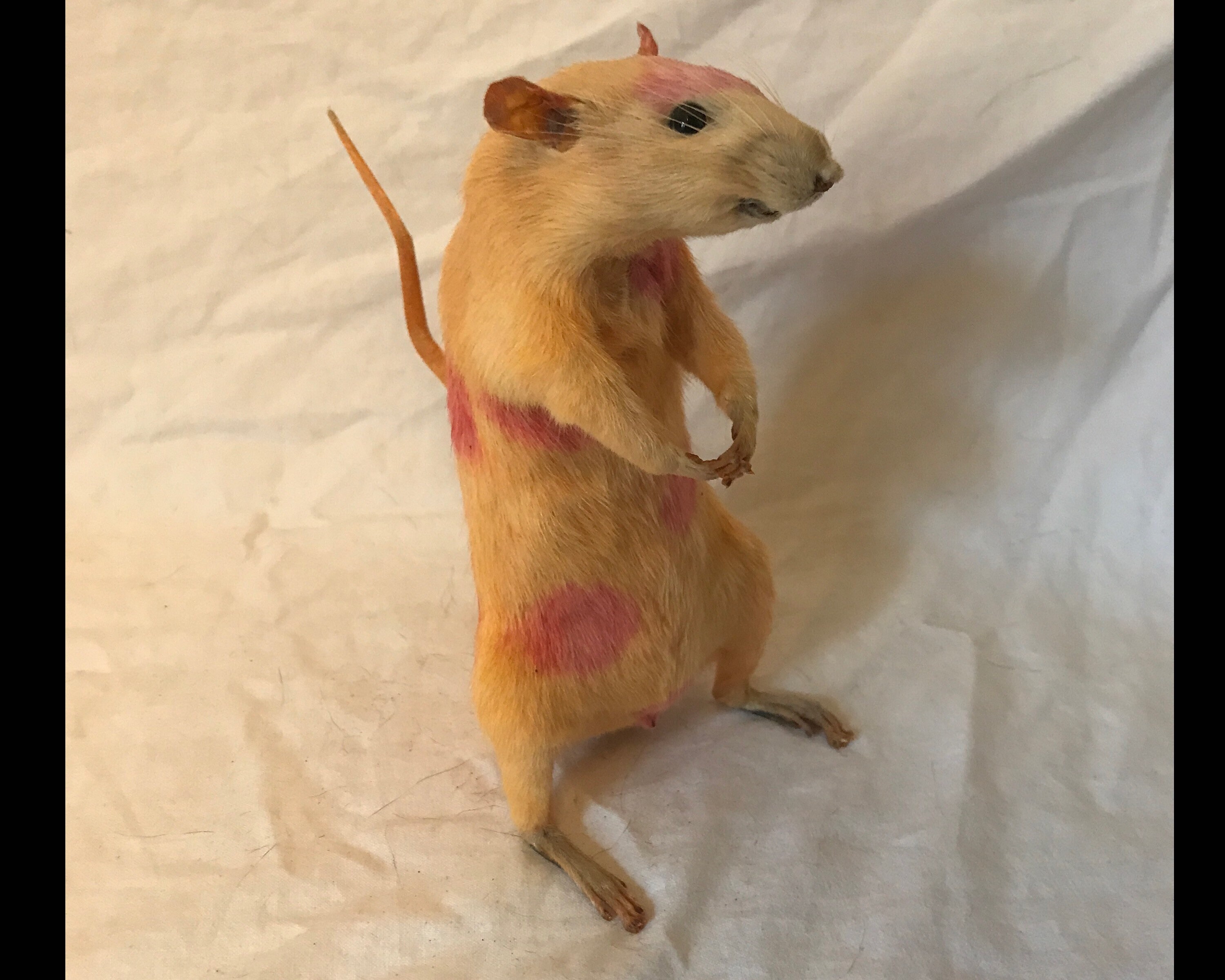 Polka Dot Rat Taxidermy Coral Orange/yellow With Pink - Etsy Australia
