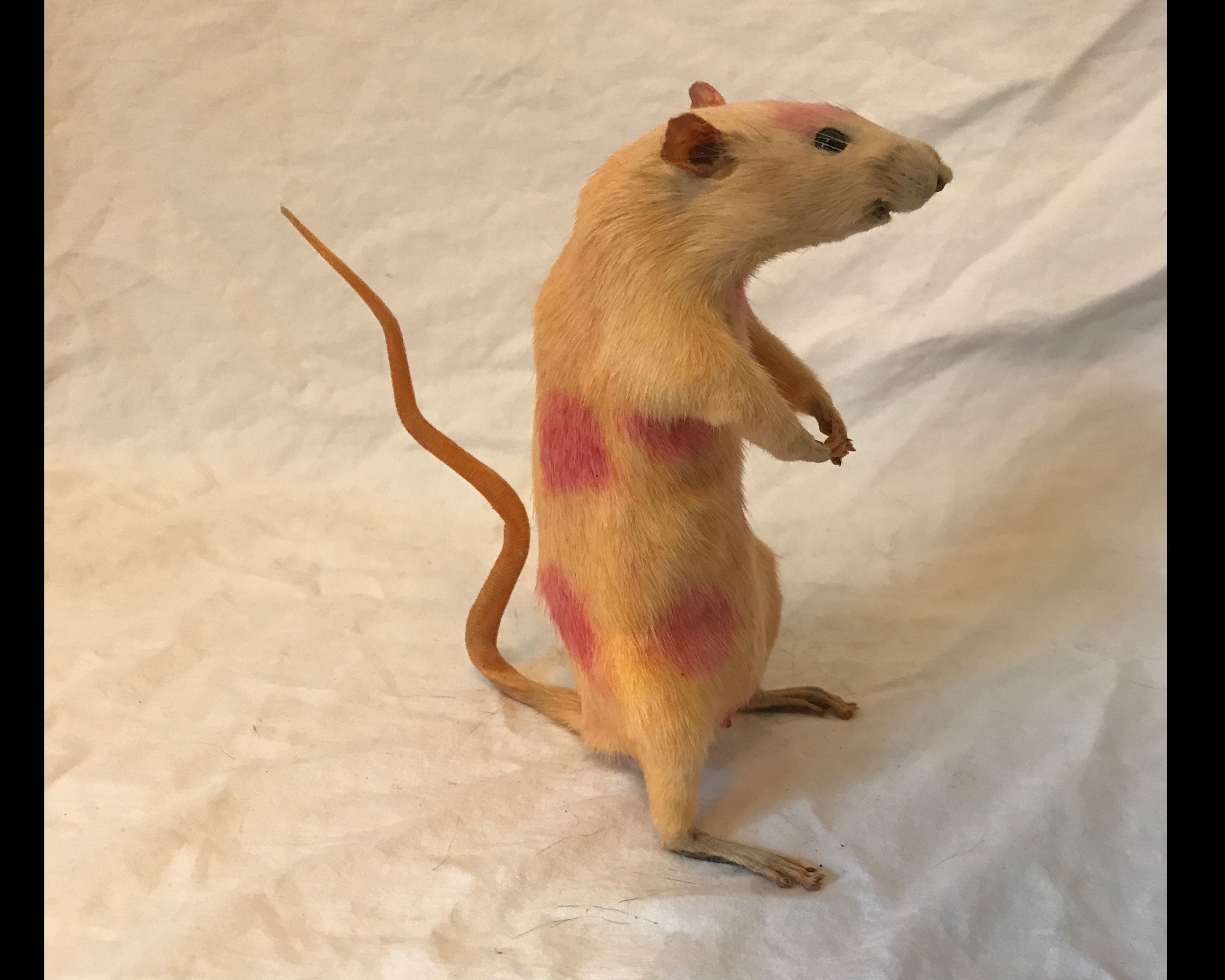 Polka Dot Rat Taxidermie Koraal Oranje/Geel met roze | Etsy