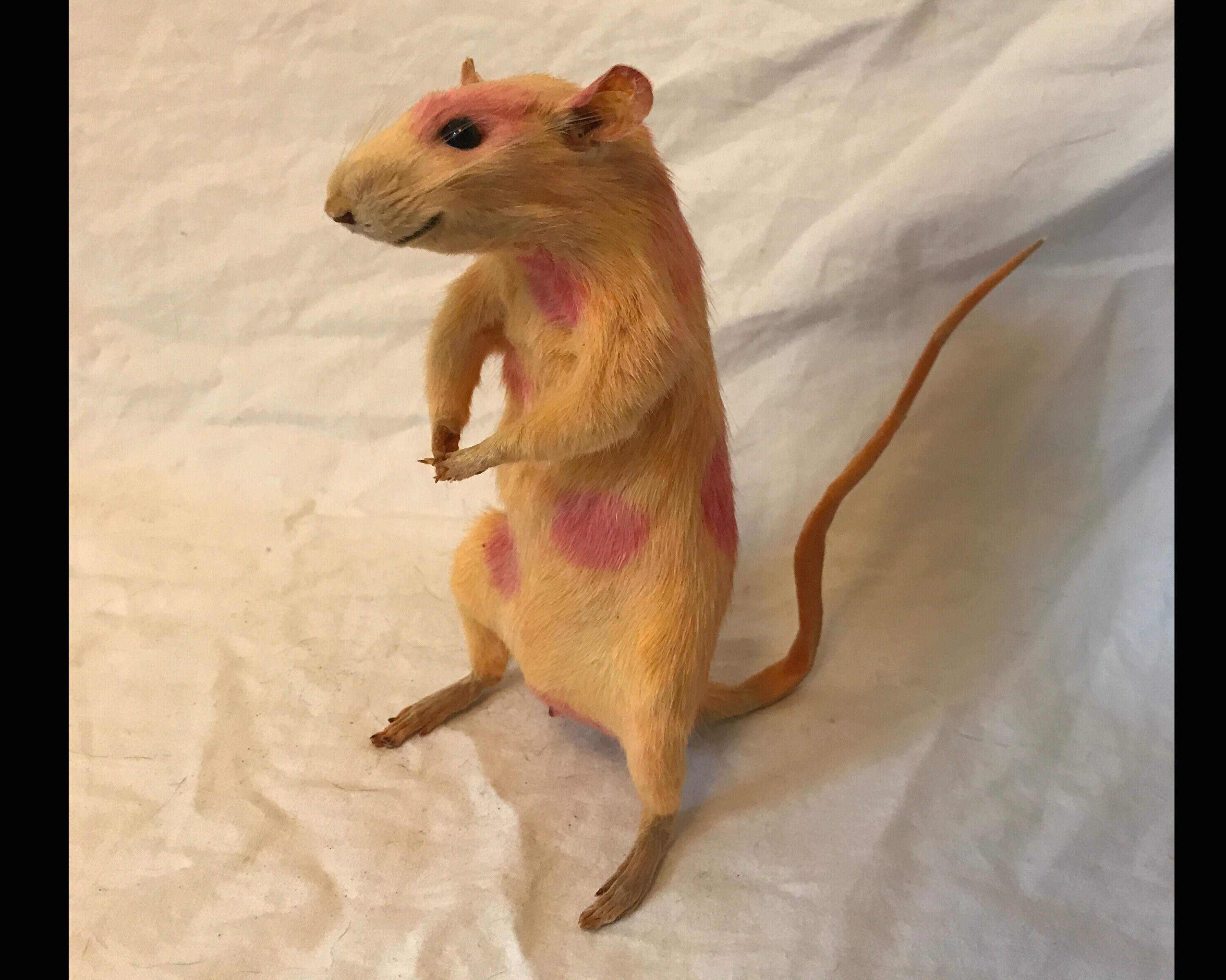Polka Dot Rat Taxidermy Coral Orange/yellow With Pink - Etsy Australia