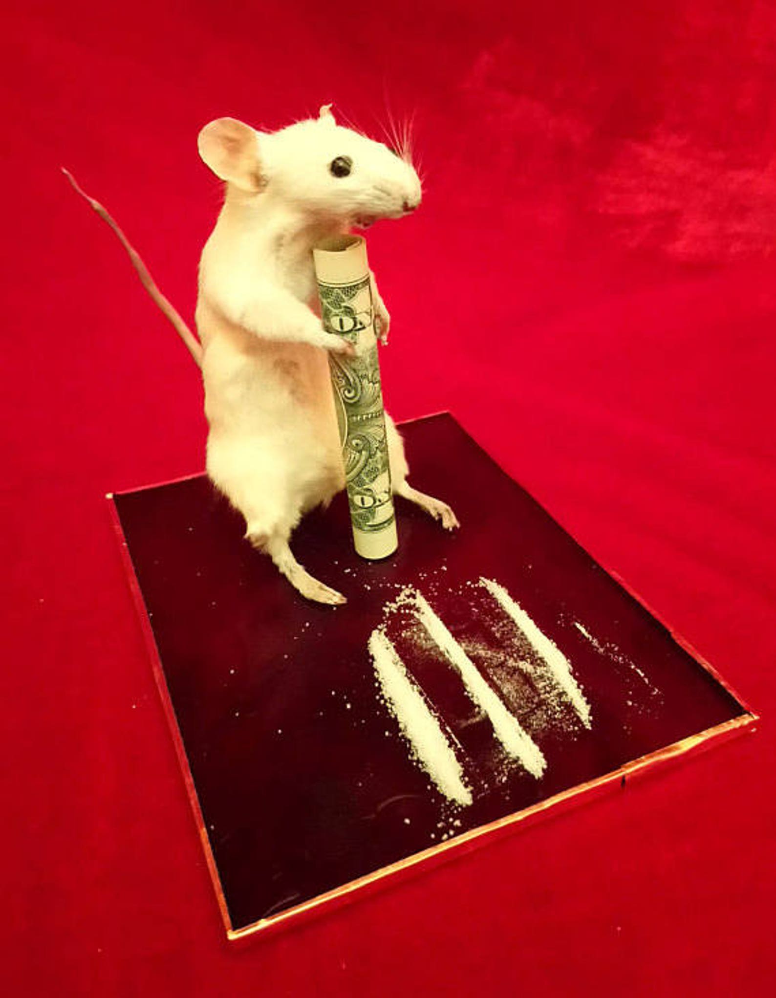 MADE TO ORDER Coke Mouse Taxidermy Cocaine Mouse with | Etsy
