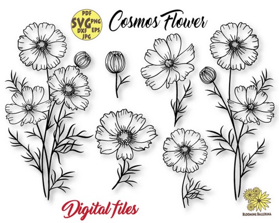 Cosmos Flower Line Drawing