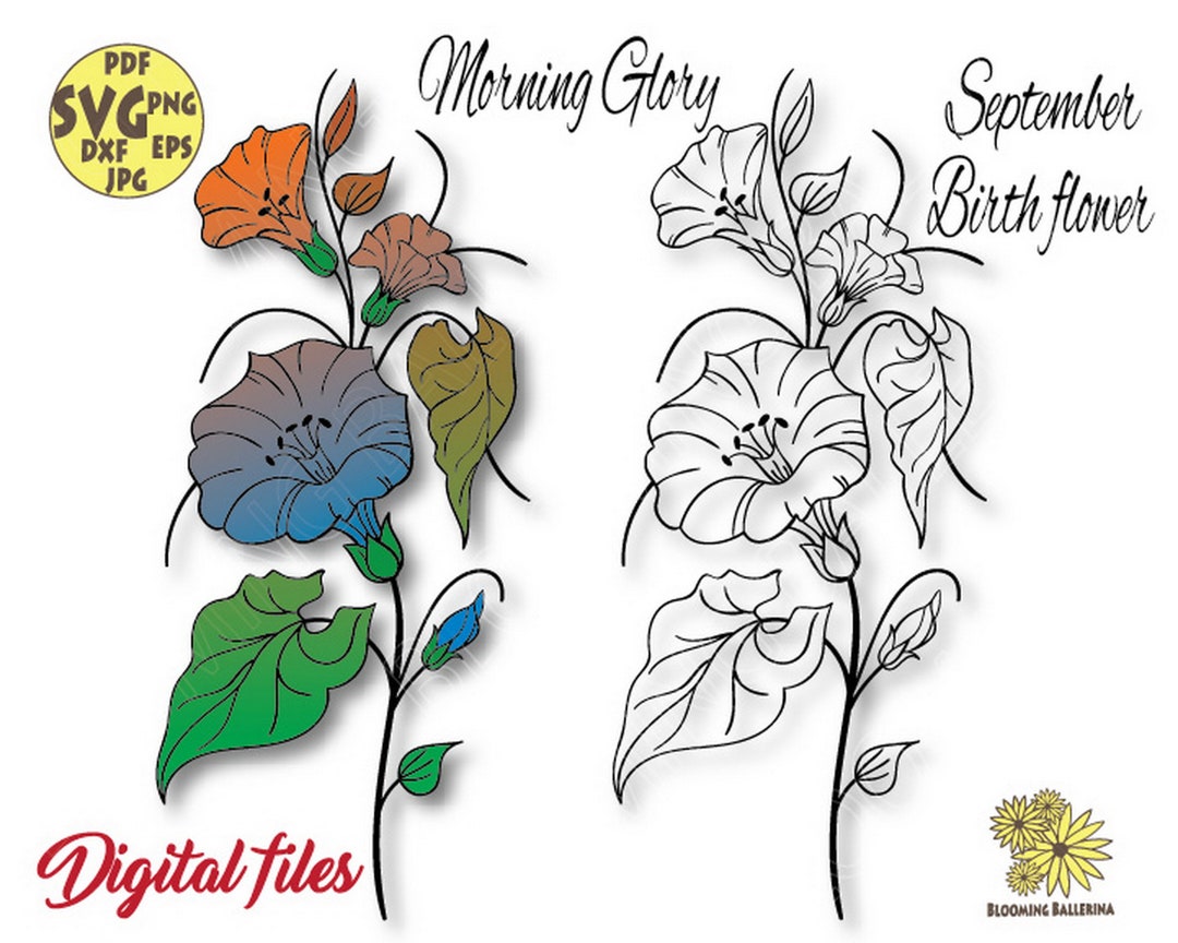 Morning Glory Flower Svg File, September Birth Month Flower Svg ...
