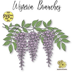 Wisteria Png, Wisteria Svg, Wisteria Flowers, Wisteria Flower Svg ...