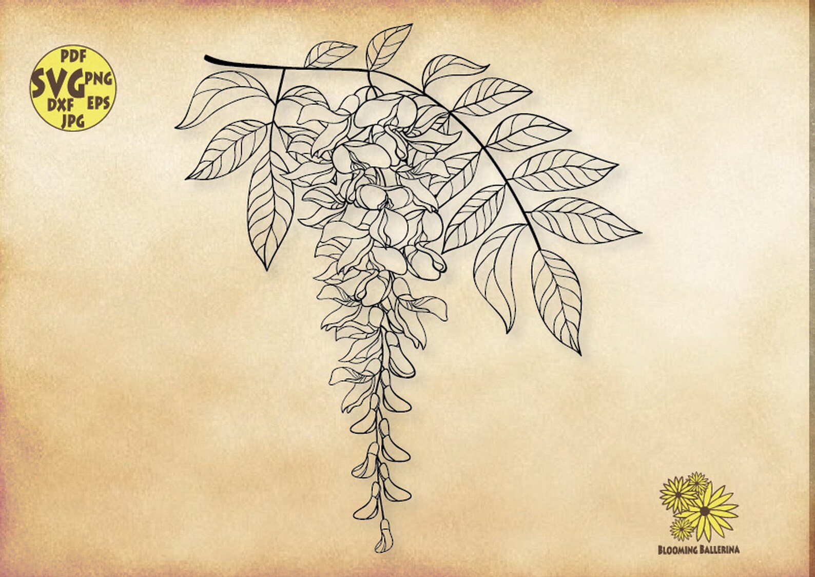 Wisteria Svg Wisteria Flower Svg Wisteria Png Wisteria - Etsy