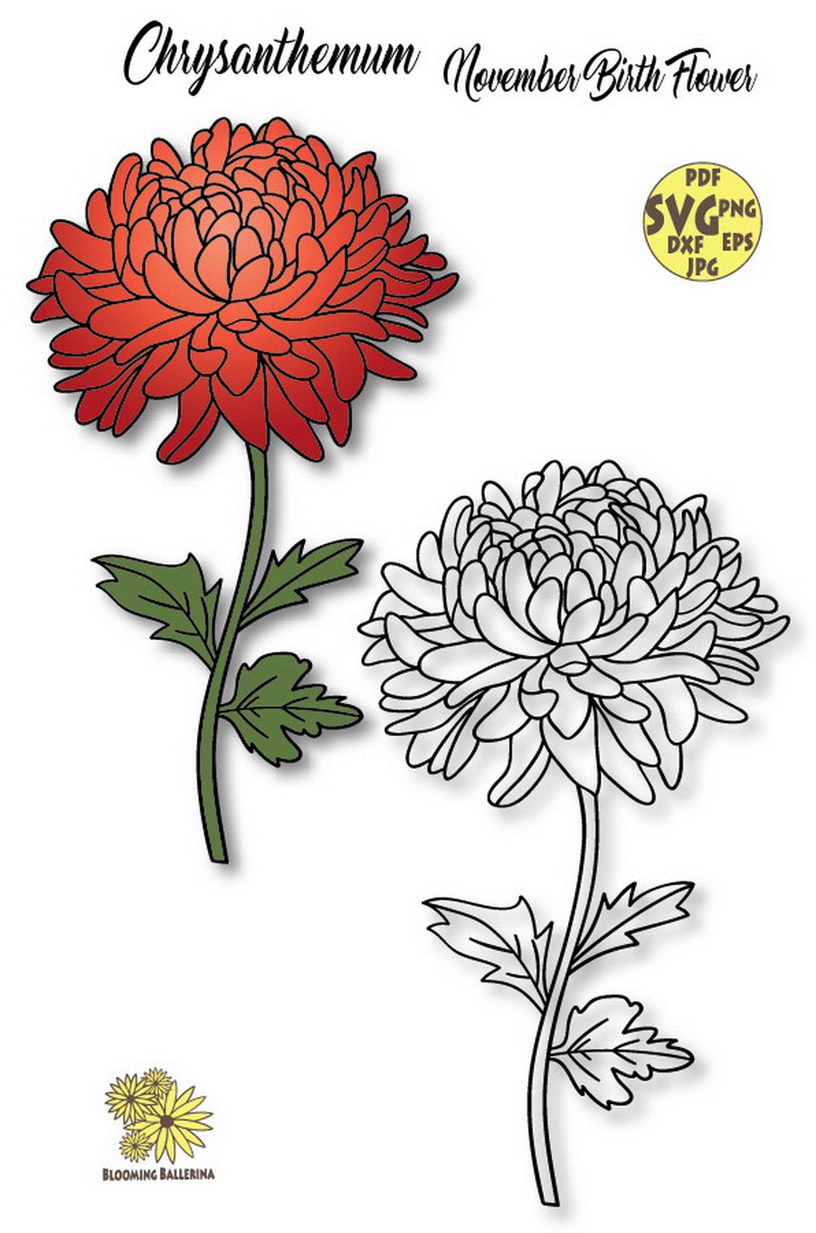 Chrysanthemum Flower Svg File, November Birth Flower Svg, Chrysanthemum ...