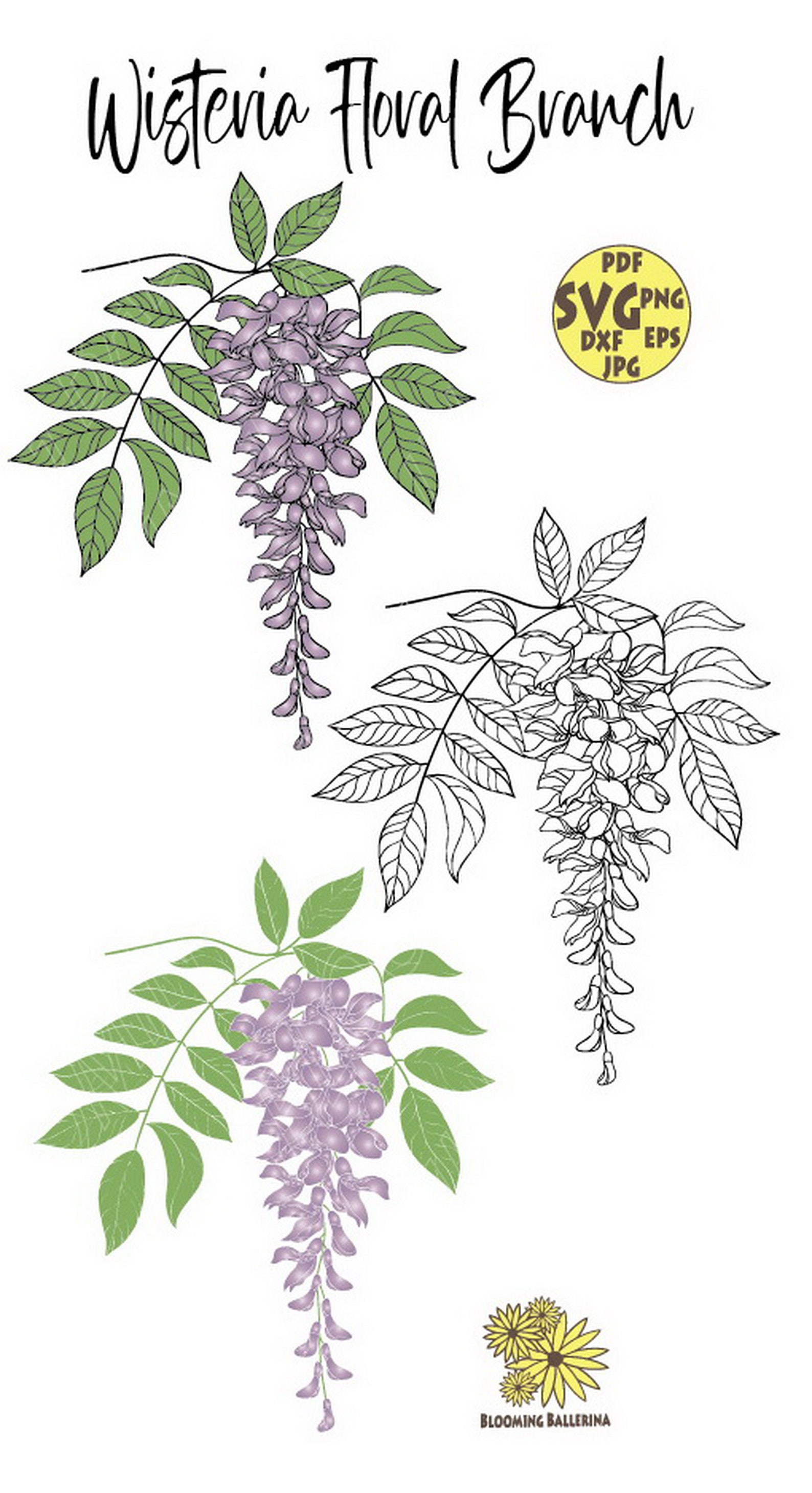 Wisteria Svg Bundle Wisteria Branches Svg Wisteria Png - Etsy
