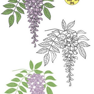 Wisteria Svg, Bundle Wisteria Branches Svg, Wisteria Png, Wisteria ...