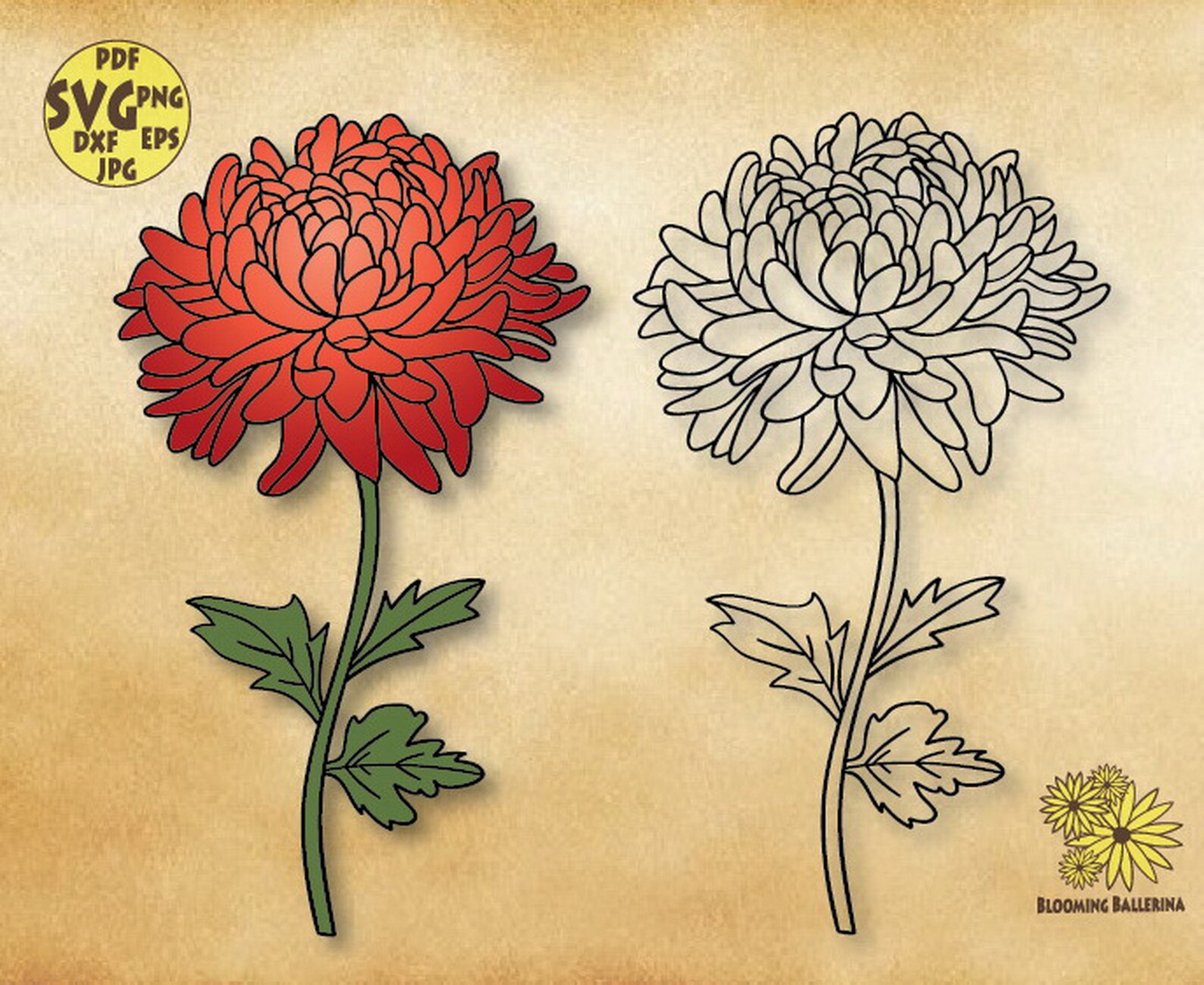 Chrysanthemum Flower Svg File, November Birth Flower Svg, Chrysanthemum ...