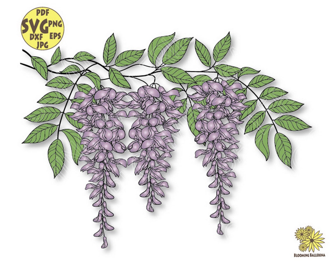 Wisteria Png Wisteria Svg Wisteria Flowers Wisteria Flower - Etsy
