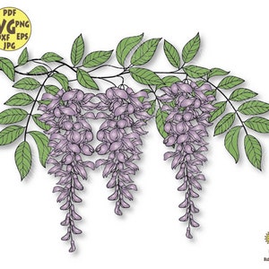 Wisteria Png, Wisteria Svg, Wisteria Flowers, Wisteria Flower Svg ...
