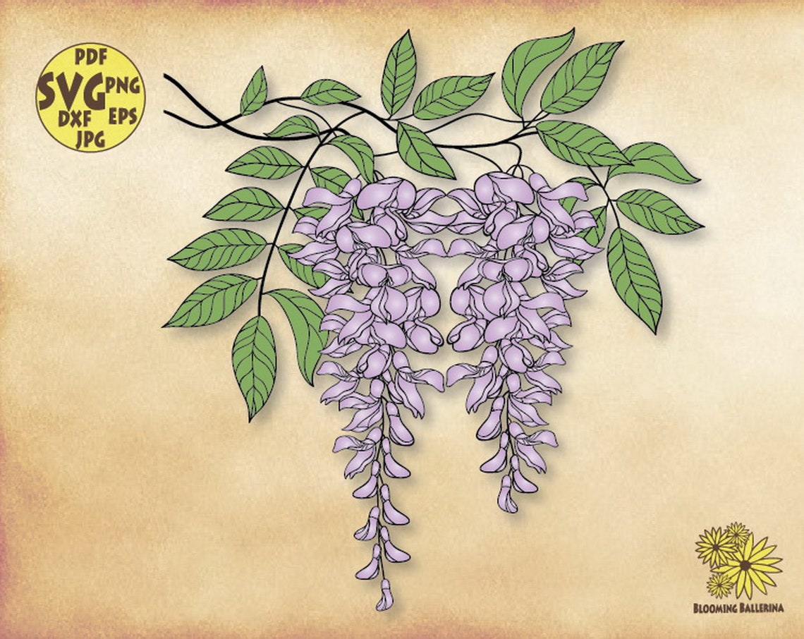 Wisteria Svg Wisteria Clipart Wisteria Flower Branch Svg - Etsy