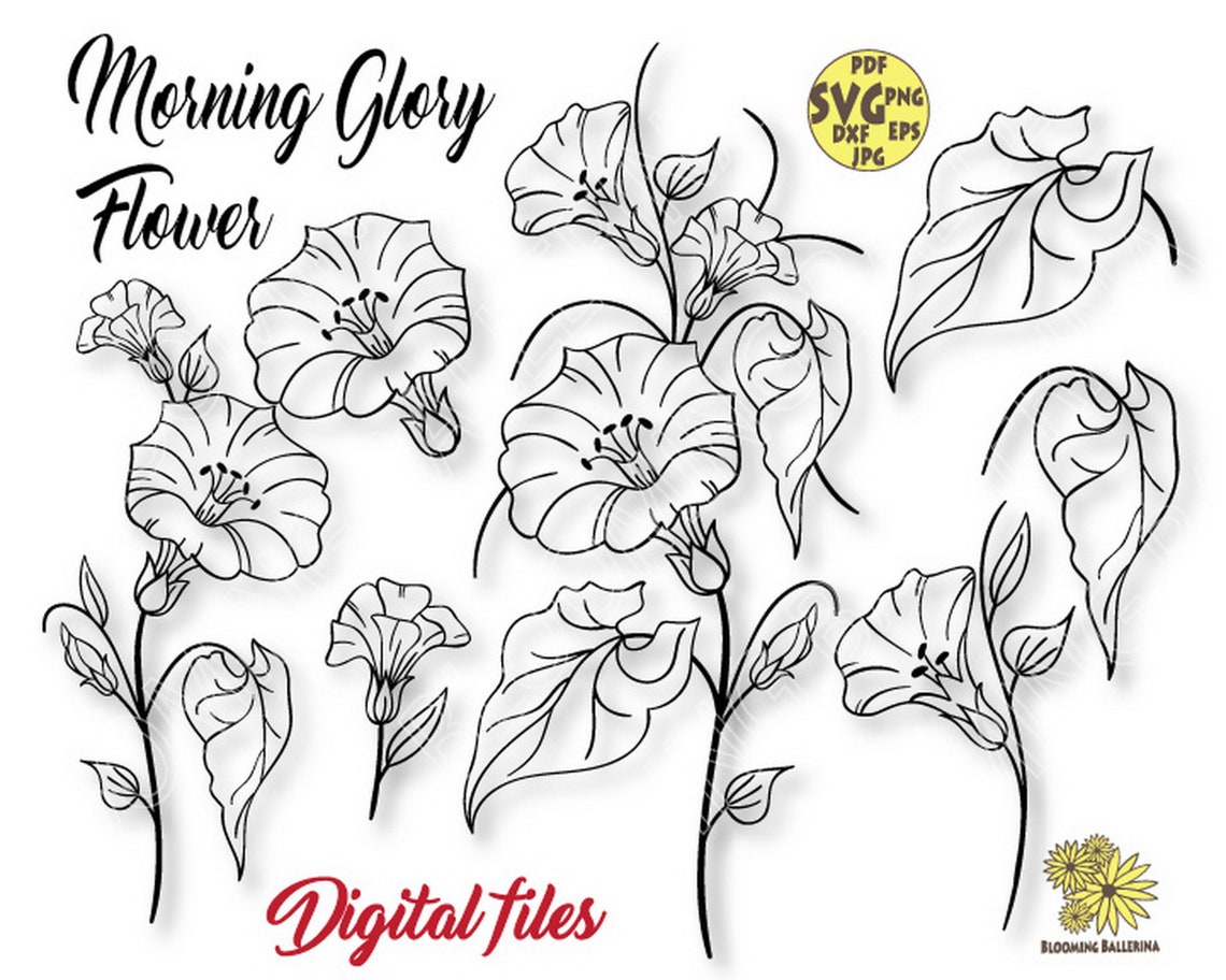 Bundle Morning Glory Flower Svg File September Birth Flower - Etsy