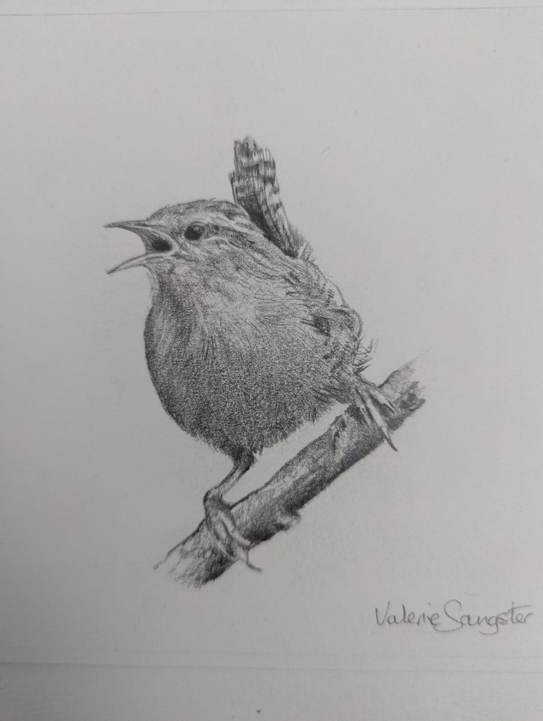 Original Graphite Drawing of a Wren - Etsy