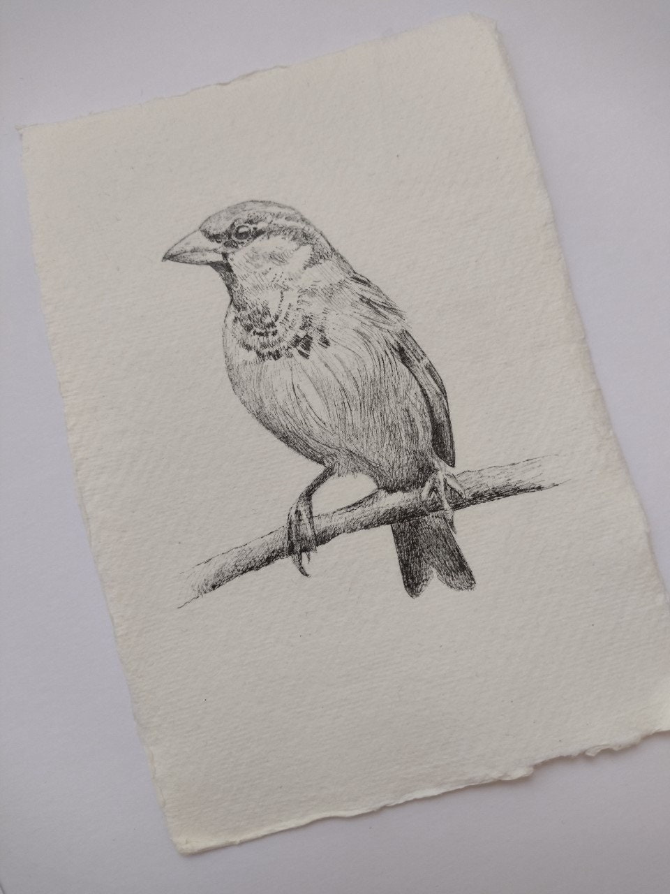 Original Pen& Ink Drawing of a Sparrow. - Etsy