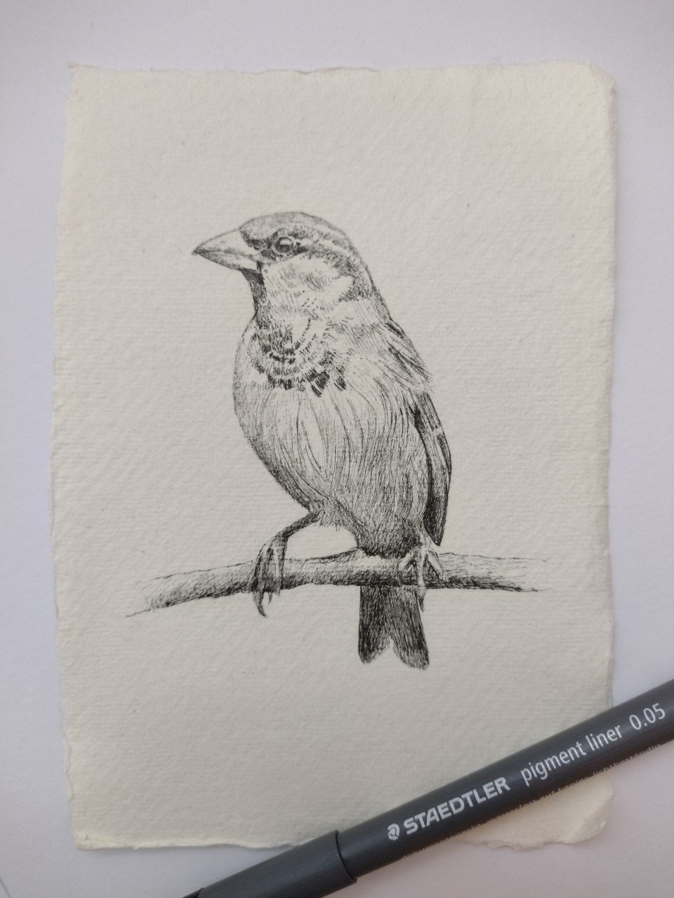 Original Pen& Ink Drawing of a Sparrow. - Etsy