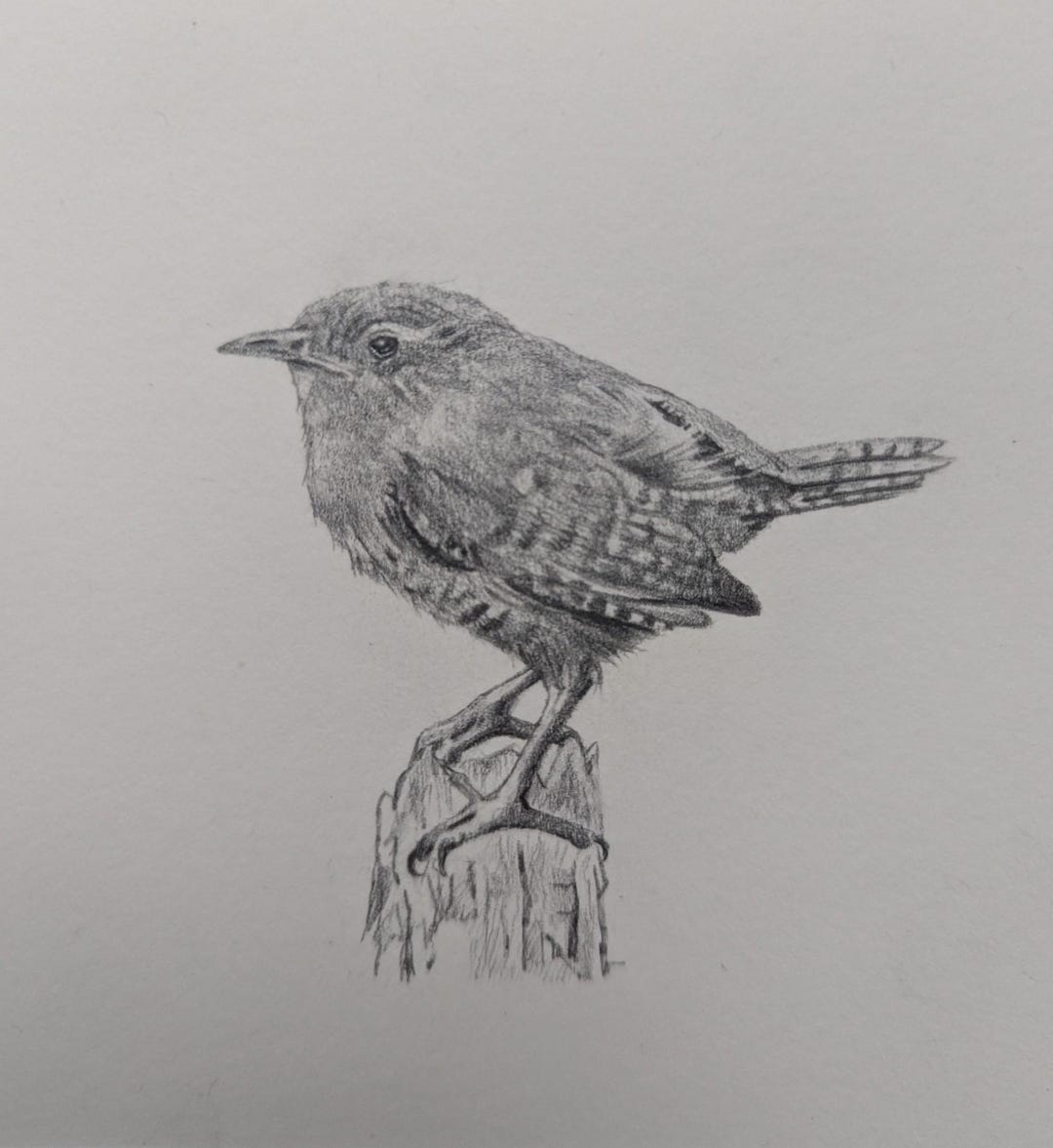 Original Graphite Drawing of a Wren - Etsy