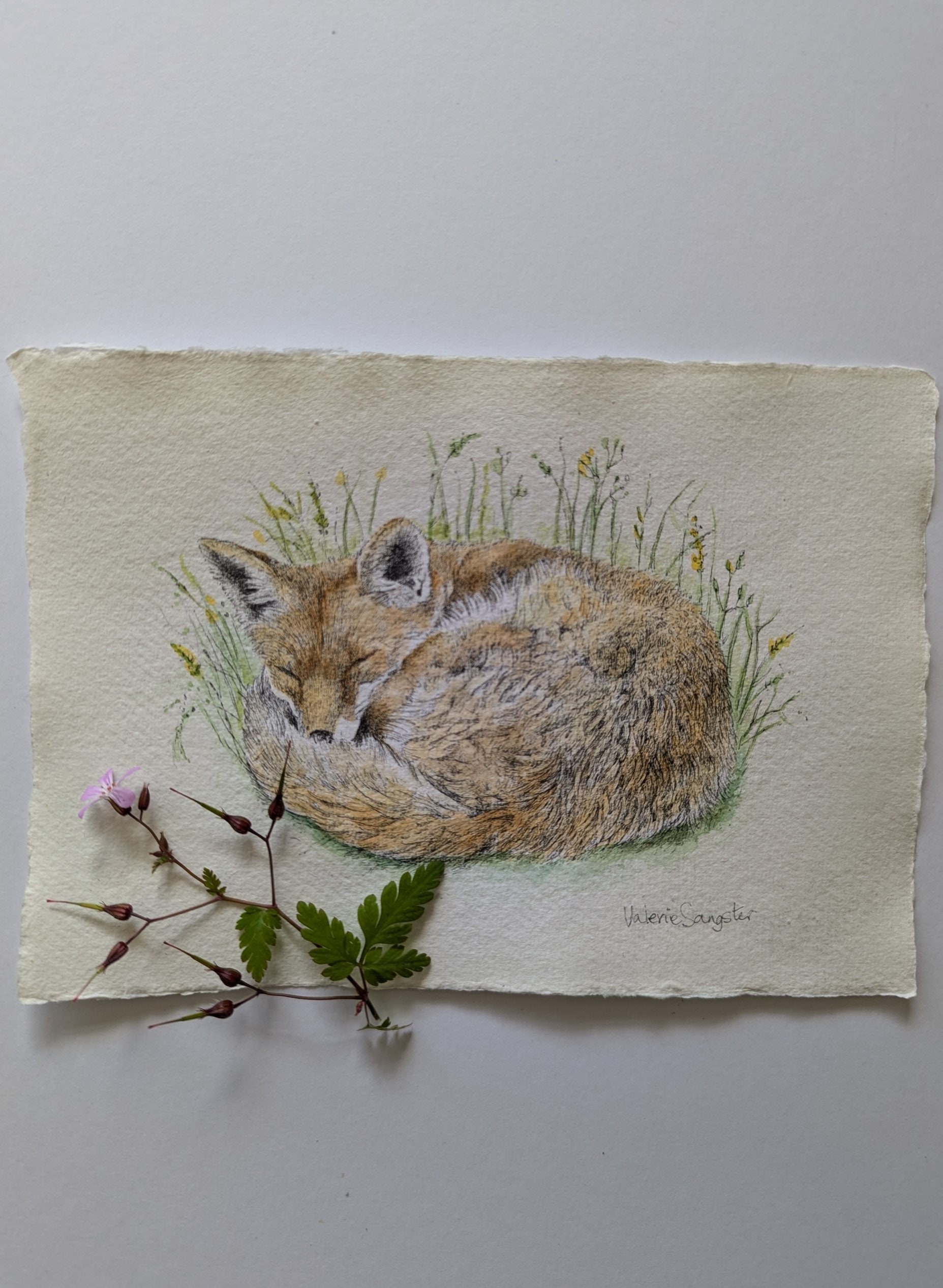 Pen & Ink Drawing of a Sleeping Fox - Etsy