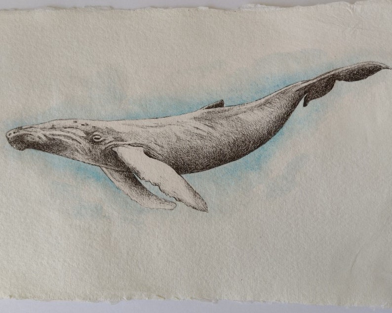 Pen and Ink Drawing of a Blue Whale - Etsy