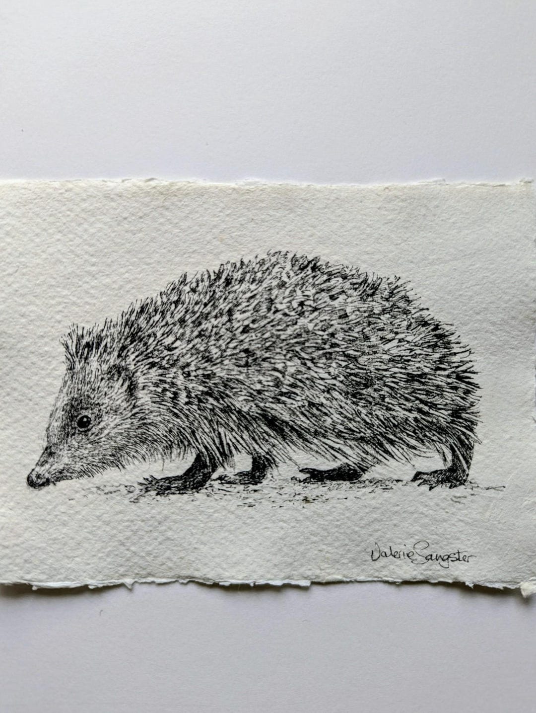 Original Pen & Ink Drawing of a Hedgehog on Handmade Khadi Deckle Edge ...