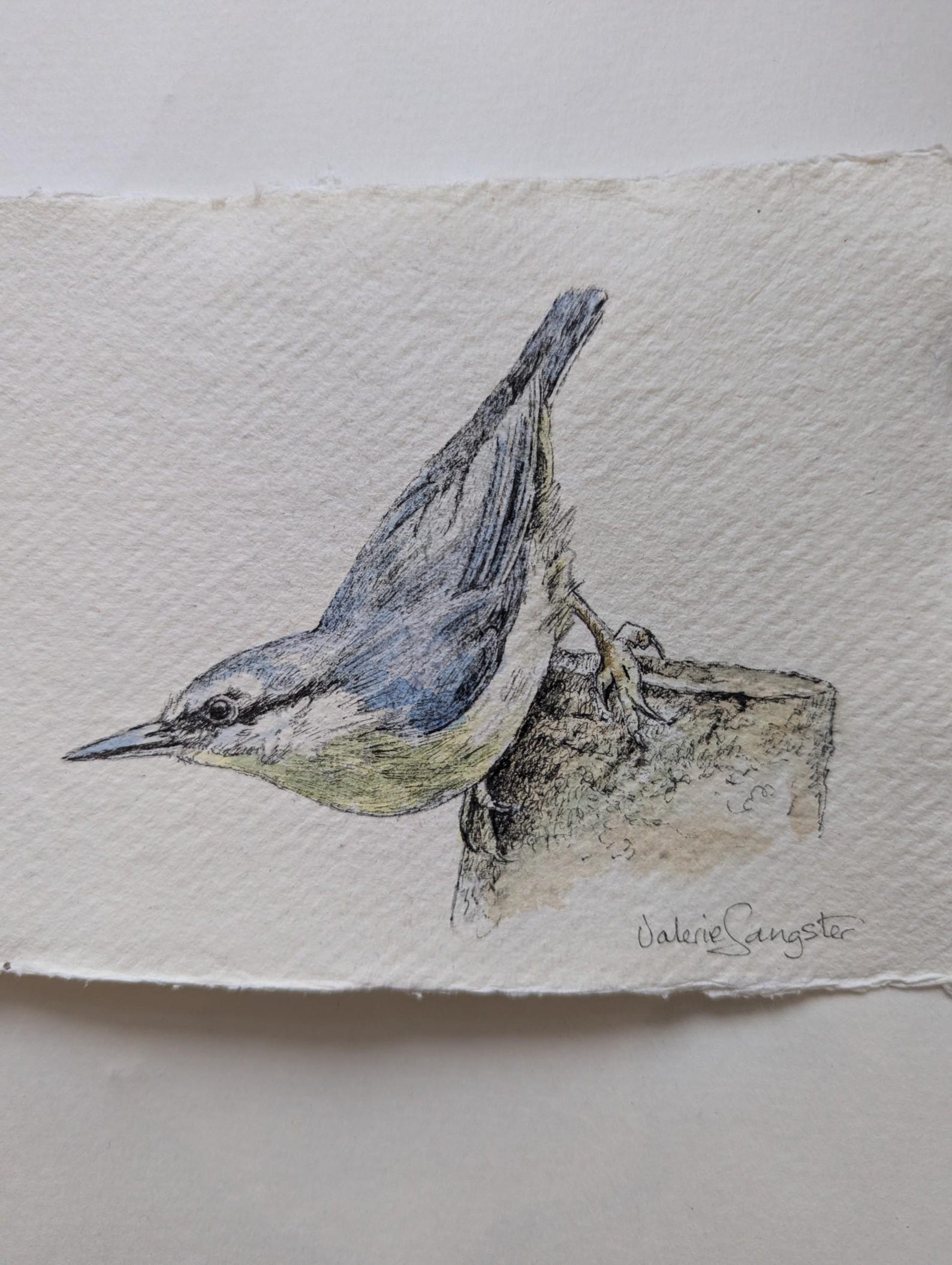 Original Pen & Ink and Watercolour Drawing of a Nuthatch - Etsy