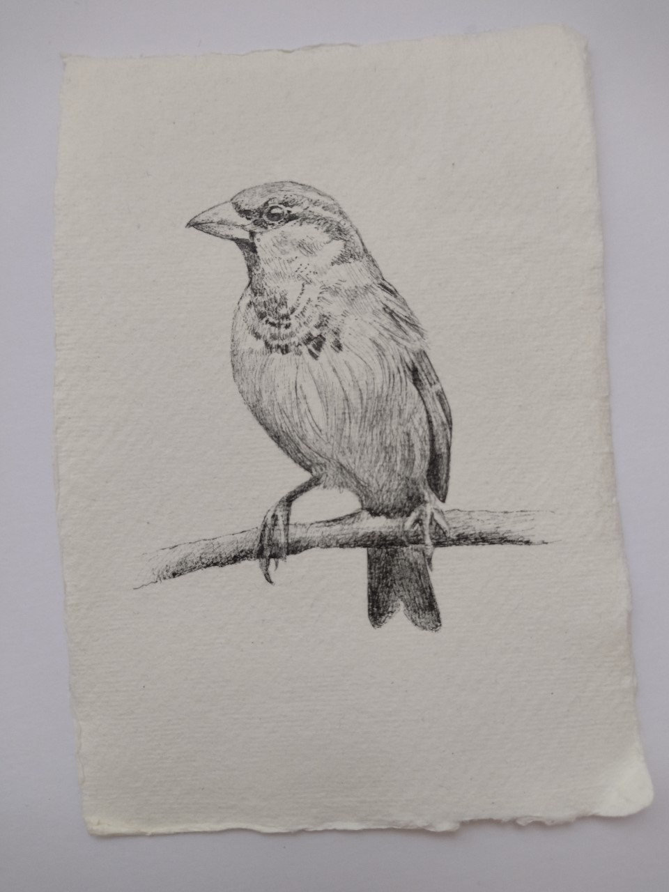 Original Pen& Ink Drawing of a Sparrow. - Etsy