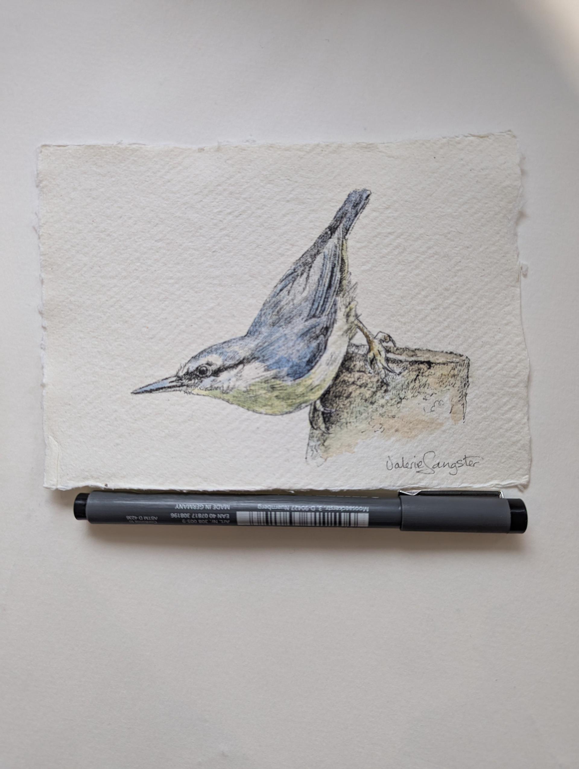 Original Pen & Ink and Watercolour Drawing of a Nuthatch - Etsy