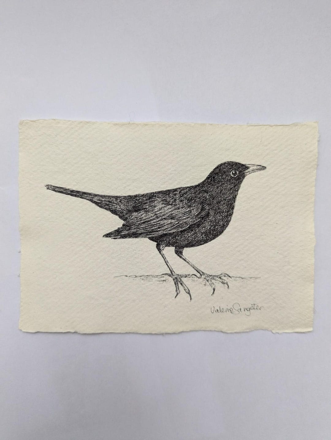 Original Pen and Ink Drawing of a Blackbird on Khadi Hand Made Recycled ...