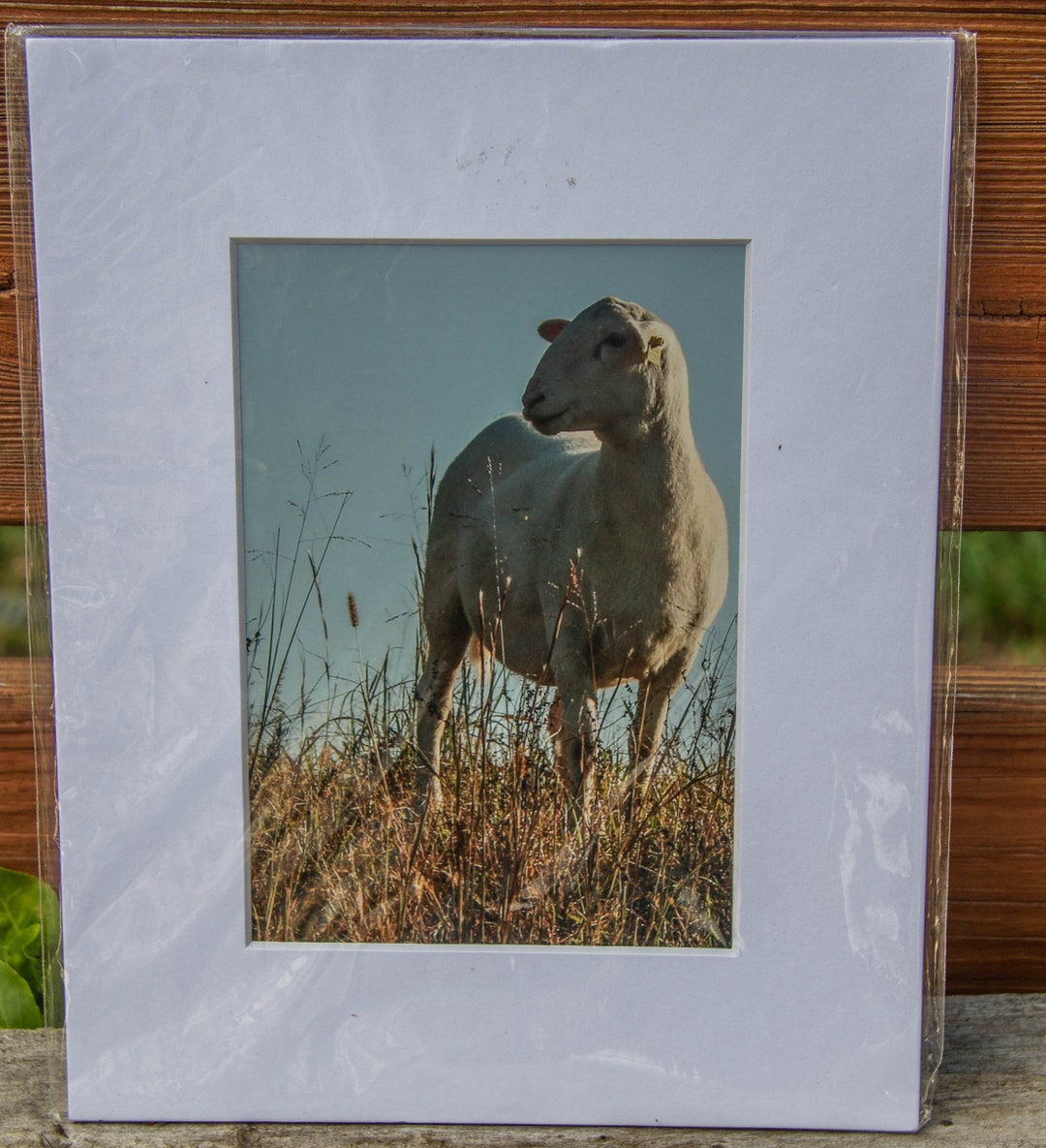 5x7 Photographs Matted to 8x10 of a Sheep and Old House SC - Etsy