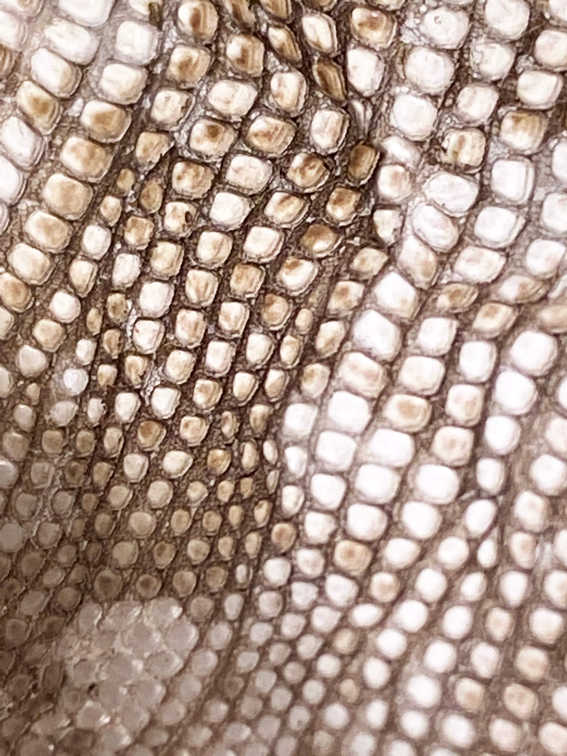 Argentine Black and White Tegu Molted/shed Skin - Etsy