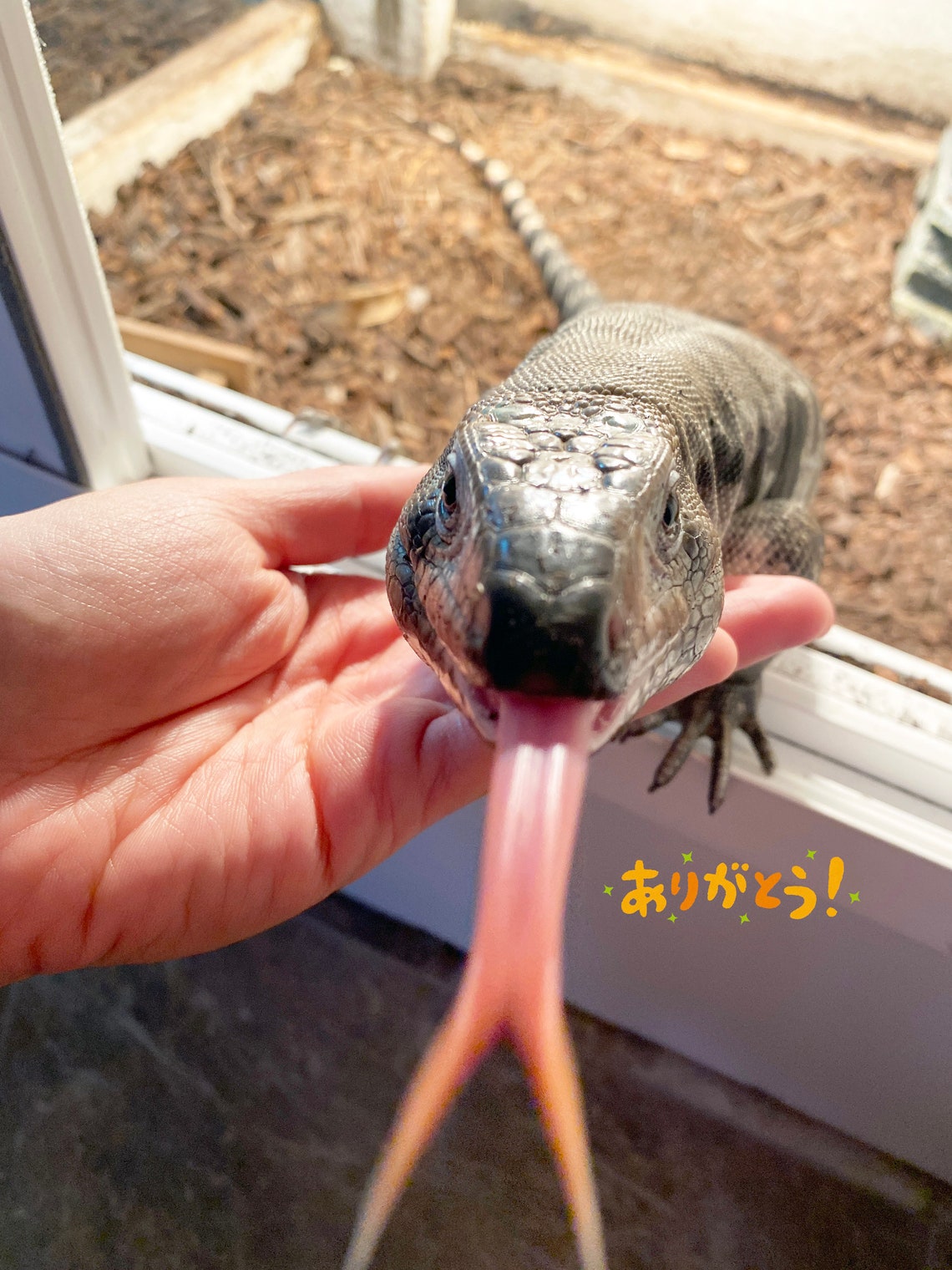 Argentine Black and White Tegu Molted/shed Skin - Etsy