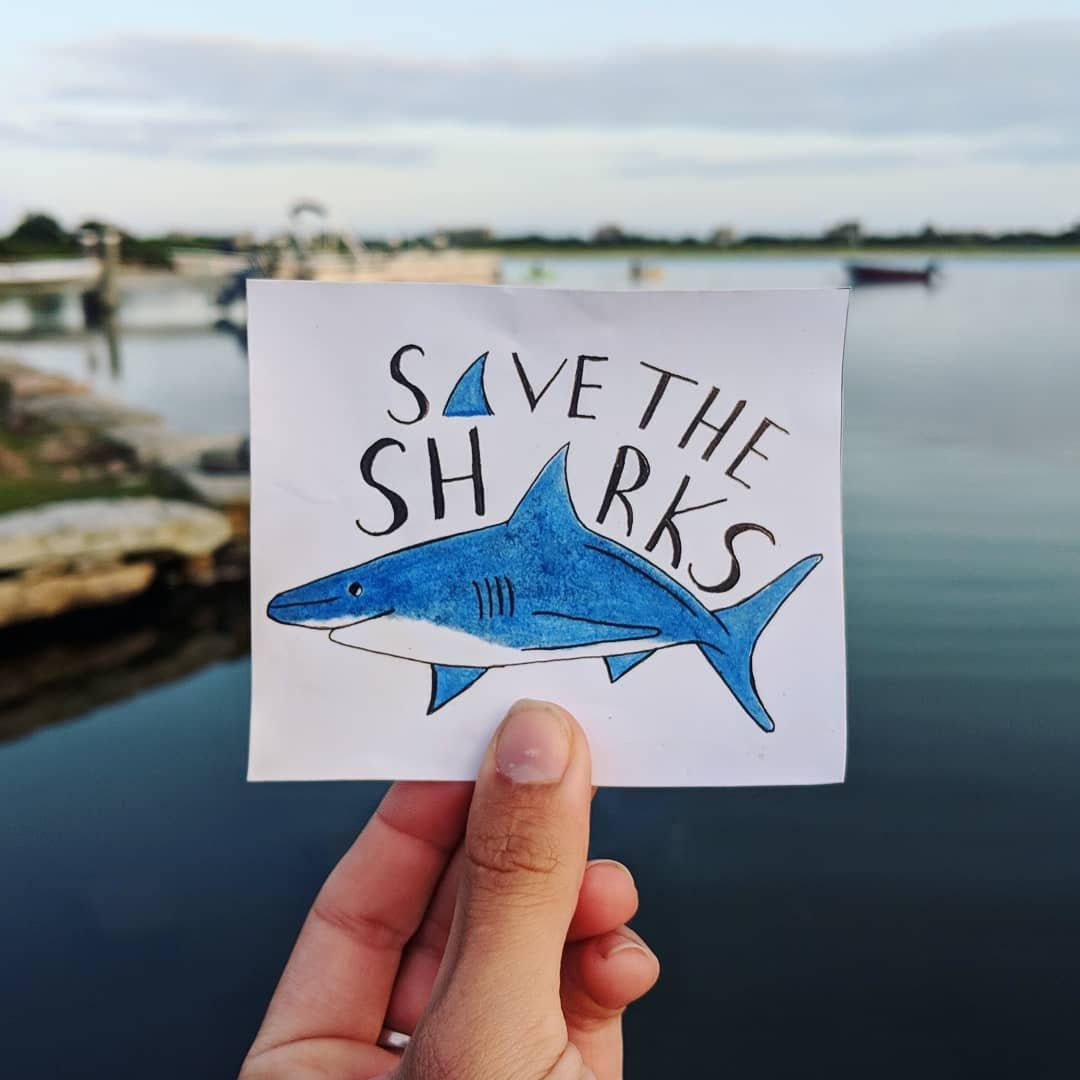 Shark Sticker Save the Sharks Sticker Save the Sharks - Etsy