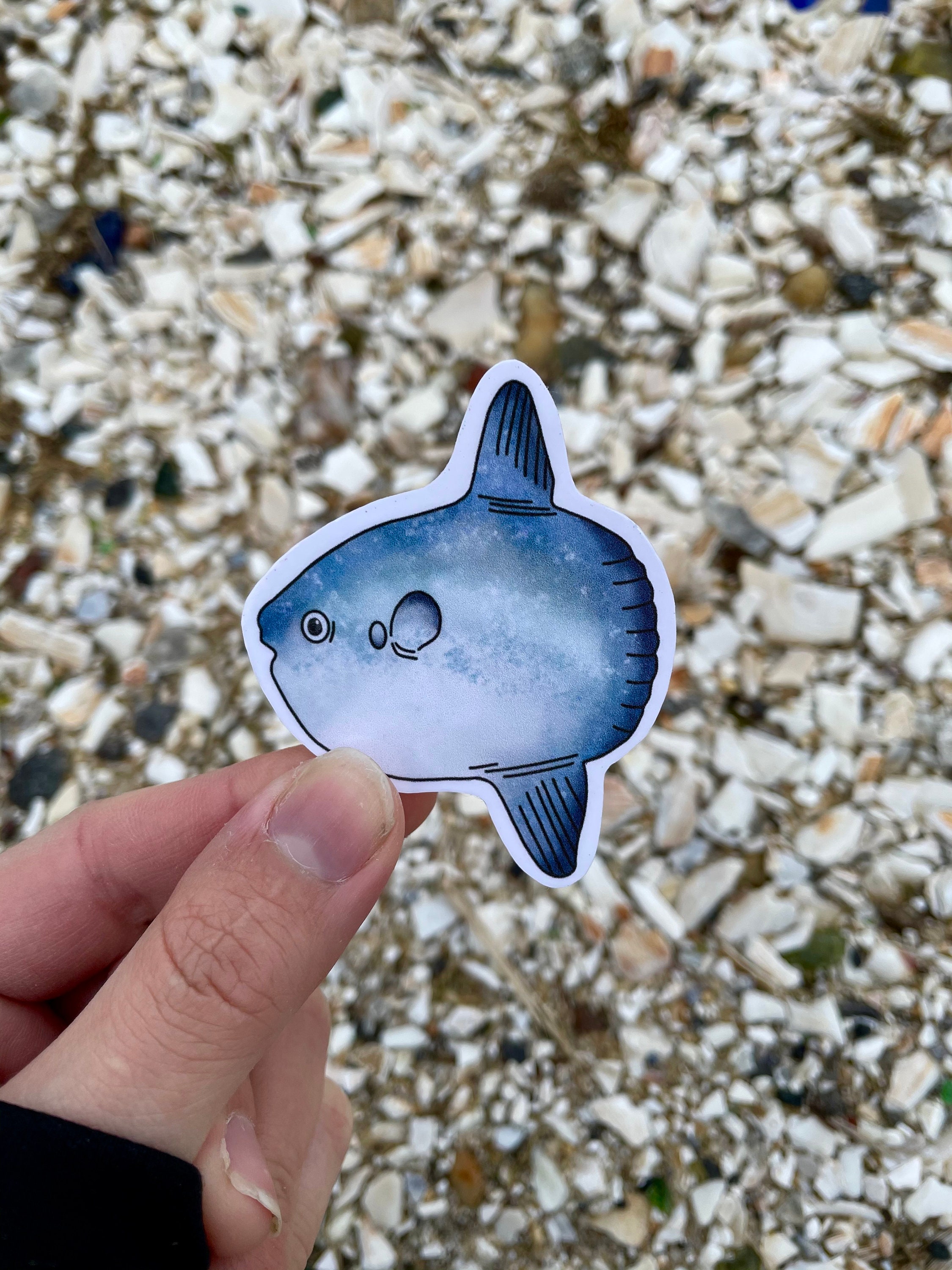 Mola Mola Sticker Ocean Sunfish Sticker Sunfish Sticker | Etsy