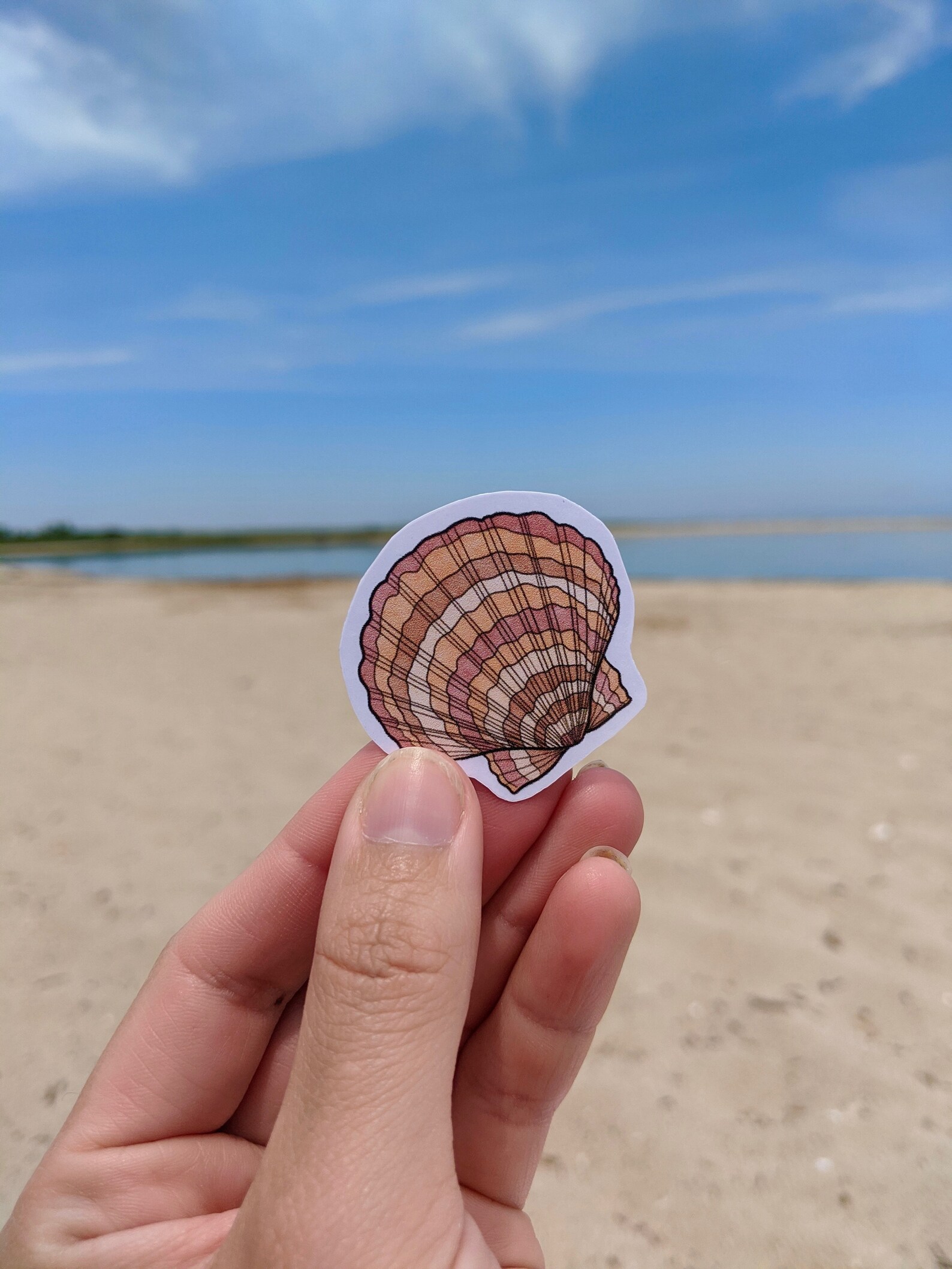Scallop Shell Sticker Scallop Sticker Shell Sticker | Etsy